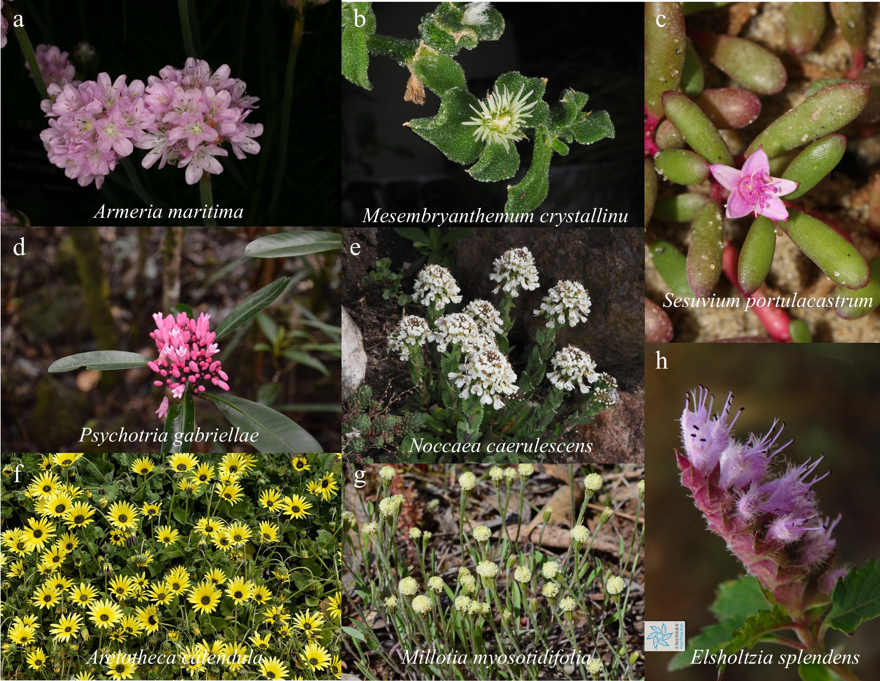 Much more than a pretty thing harnessing floral plants' functional ...