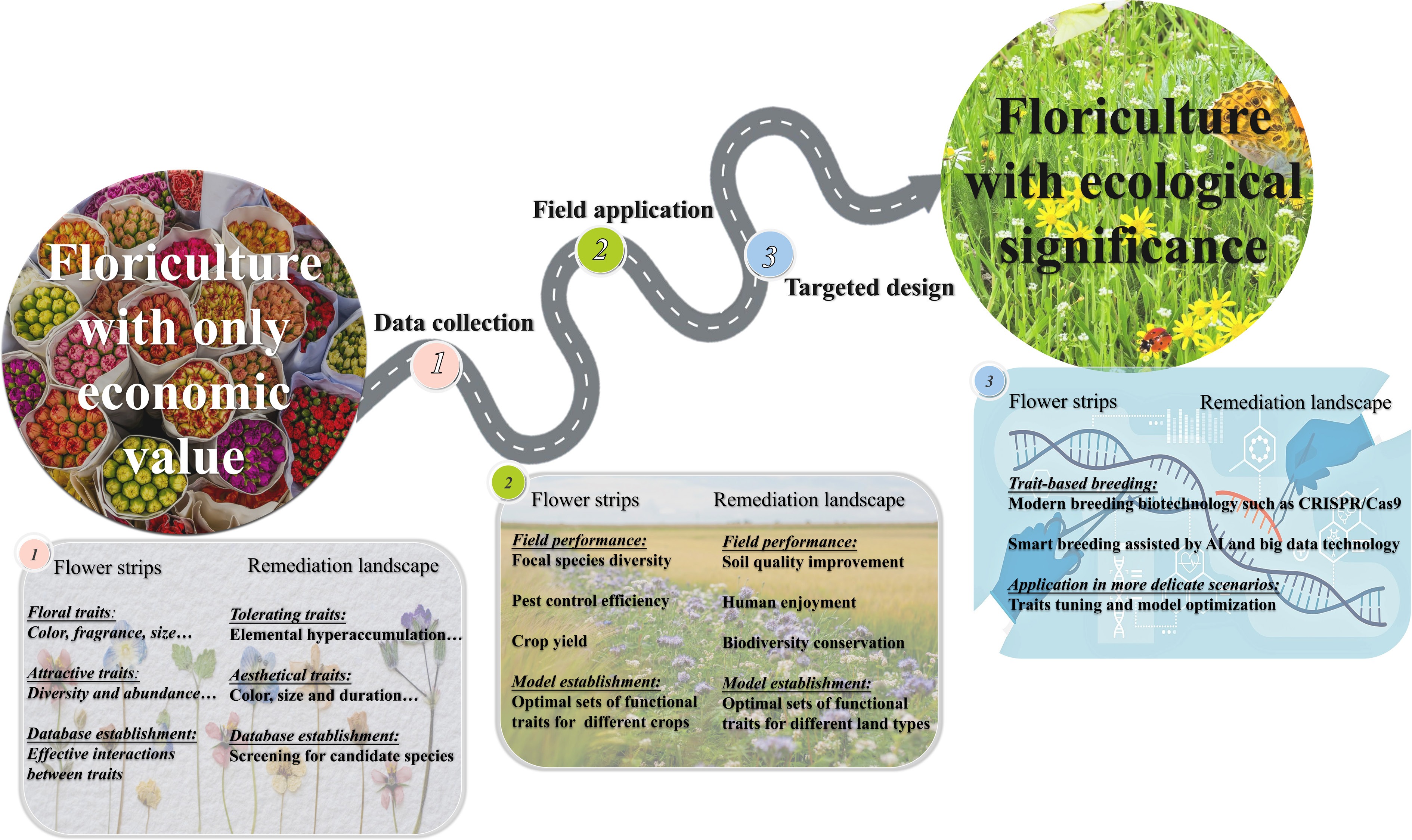 Much more than a pretty thing harnessing floral plants' functional ...