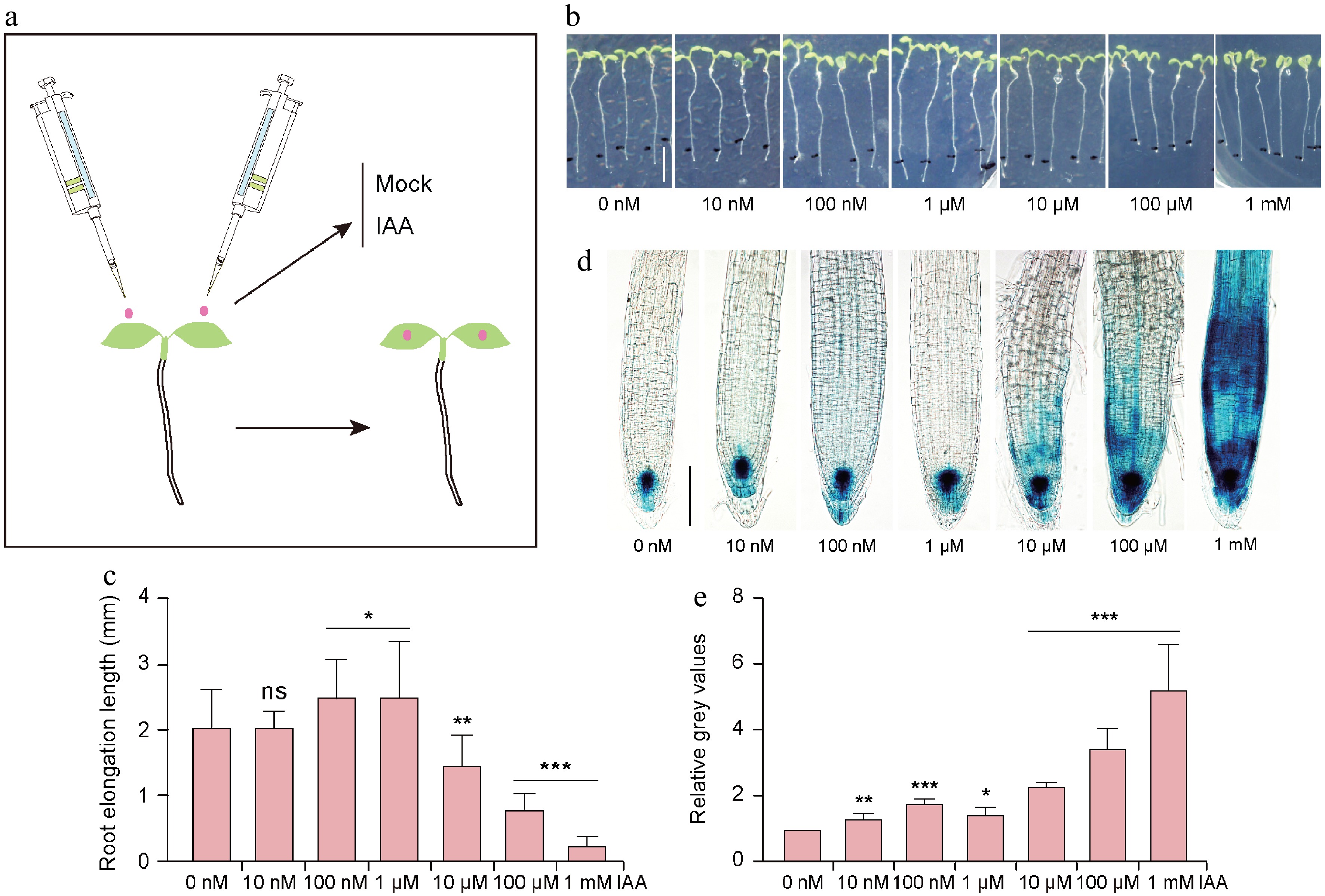 The combination of auxin and paraquat produces an additive effect on ...