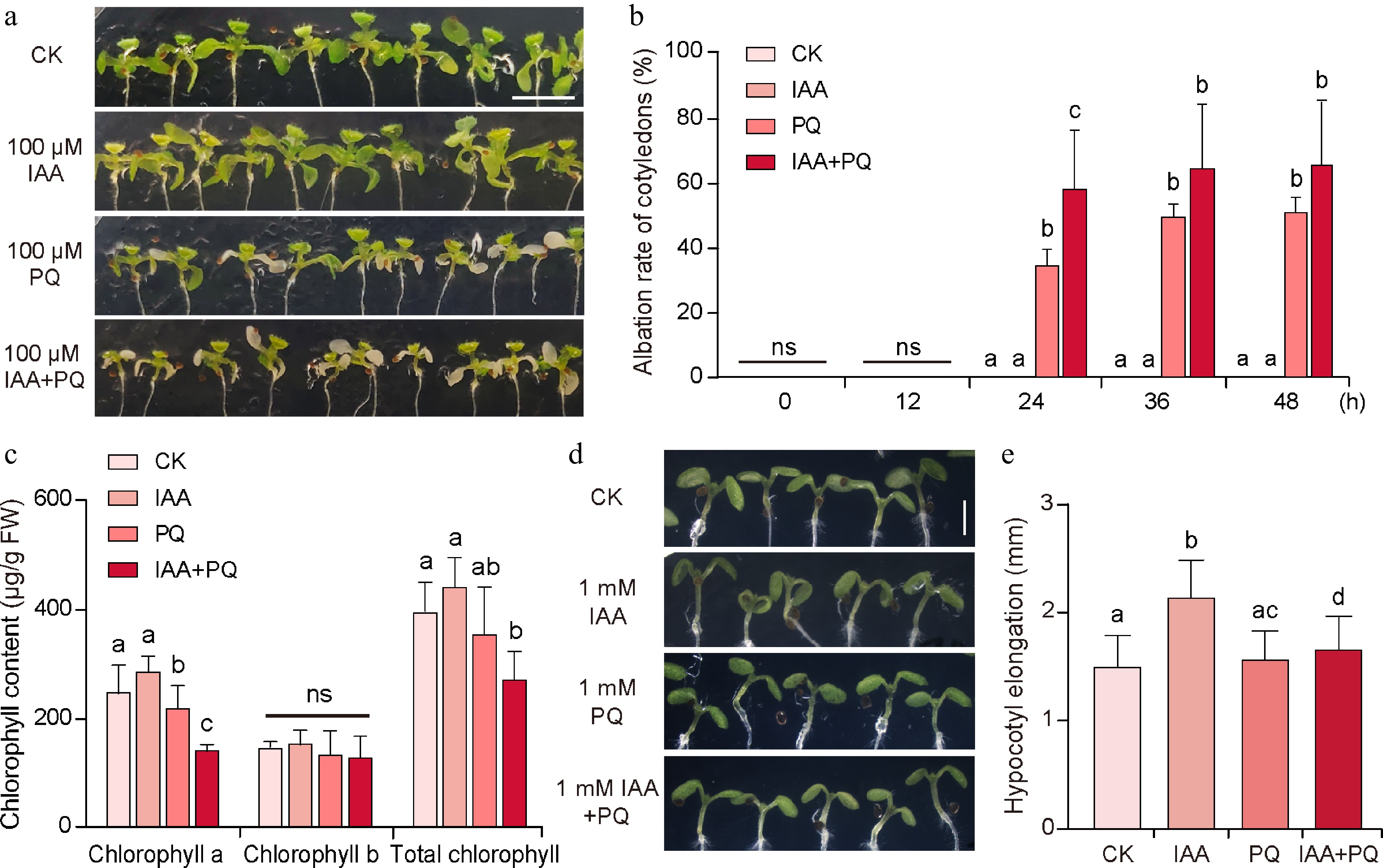 The combination of auxin and paraquat produces an additive effect on ...