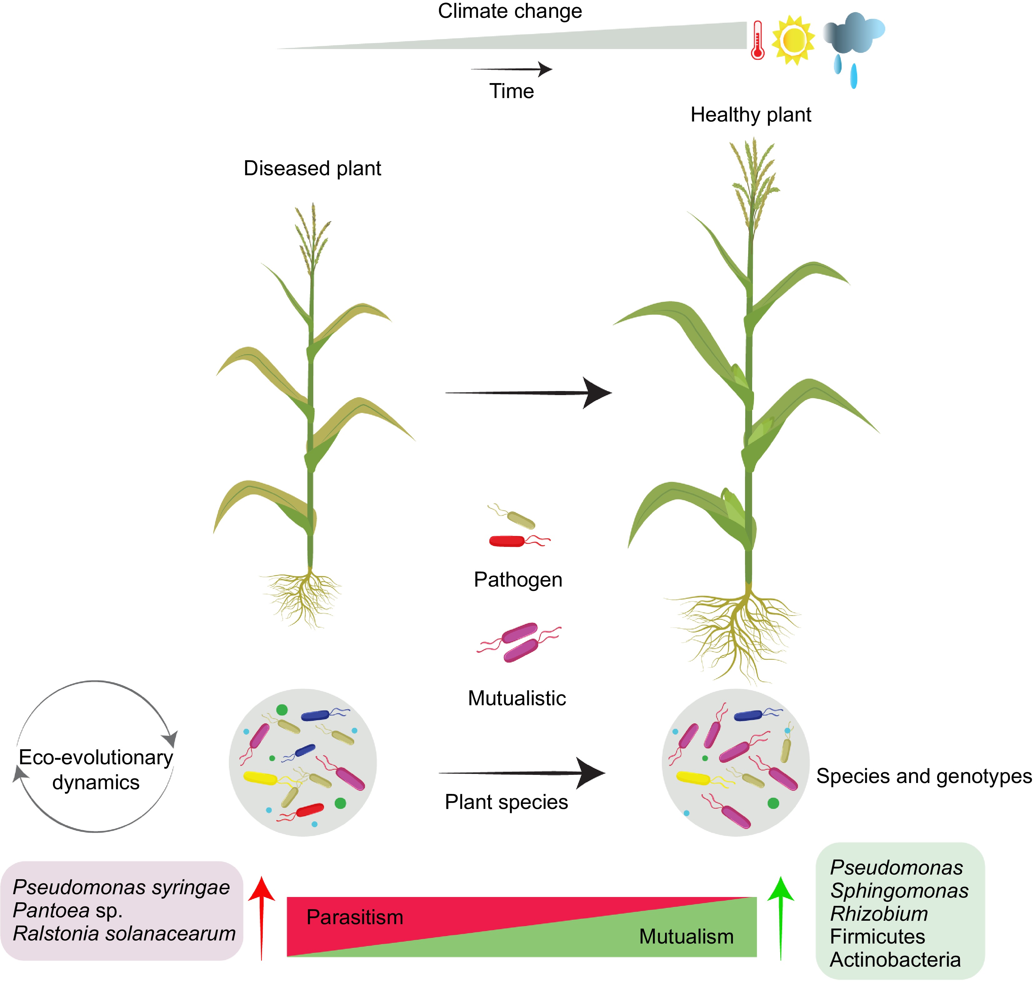 Evolution of plant growth promoting rhizobacteria under global climate ...