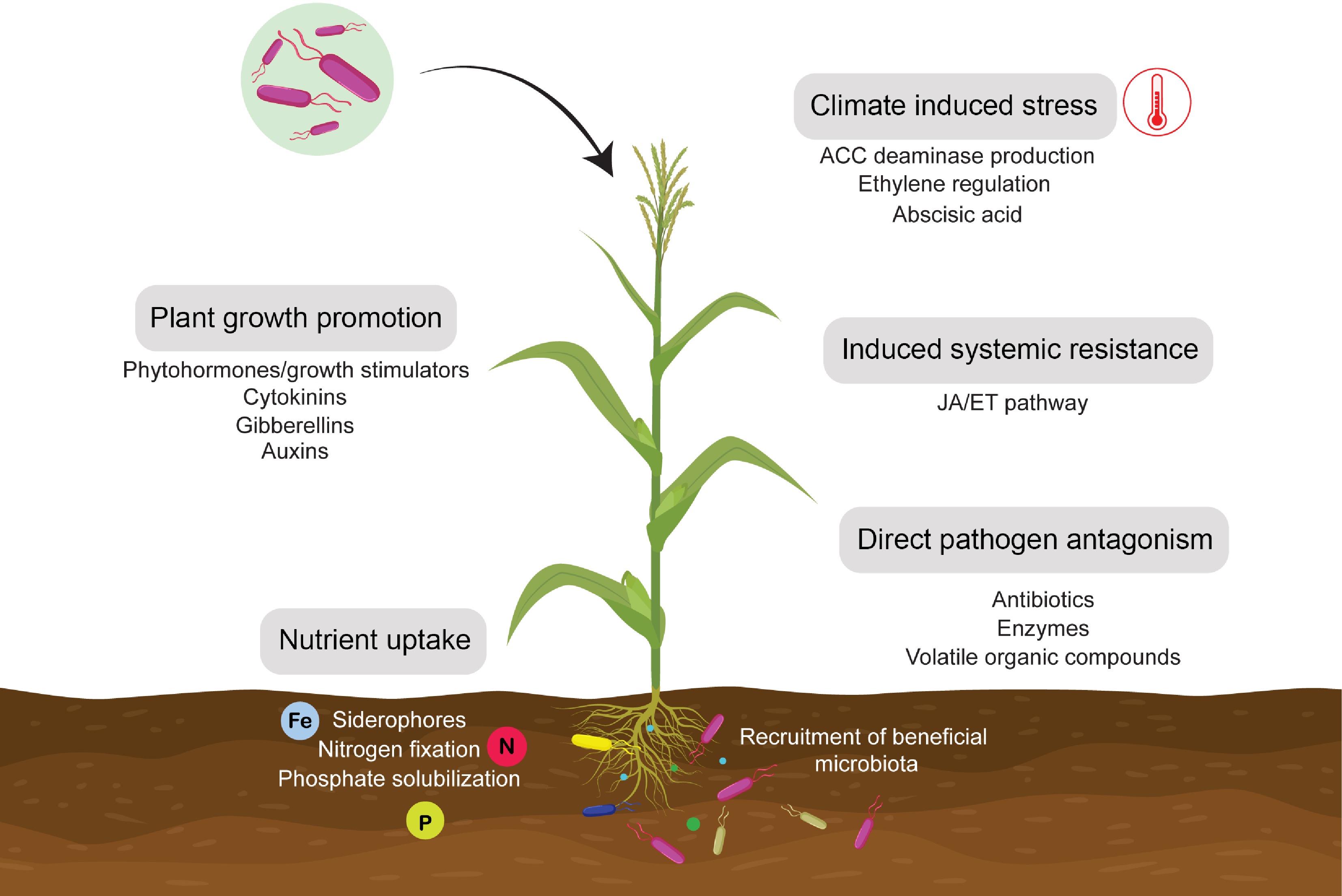 Evolution of plant growth promoting rhizobacteria under global climate ...