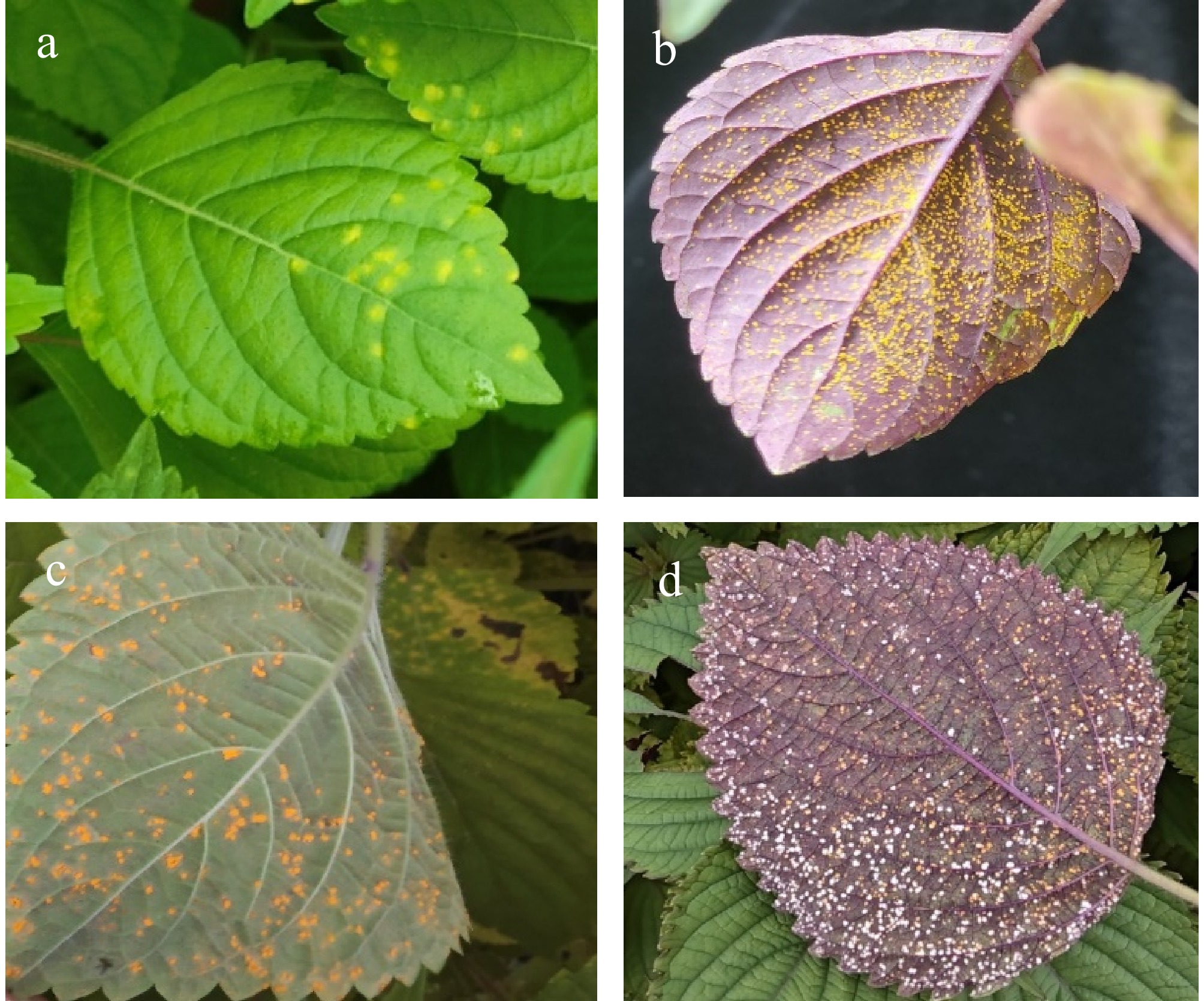 Investigation of the occurrence of Perilla rust and its hyperparasitism ...