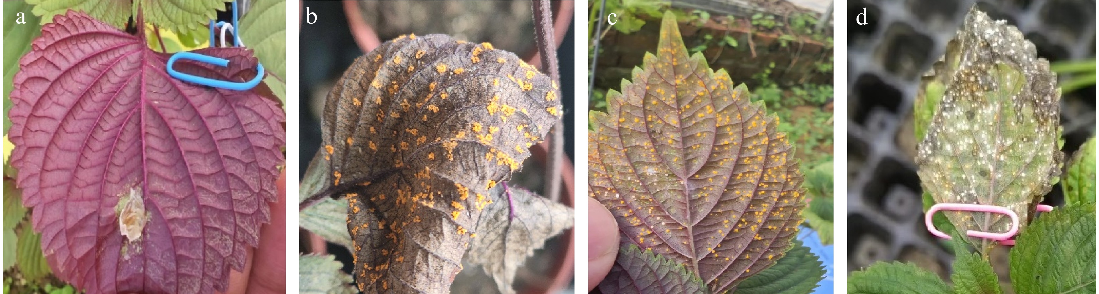 Investigation of the occurrence of Perilla rust and its hyperparasitism ...