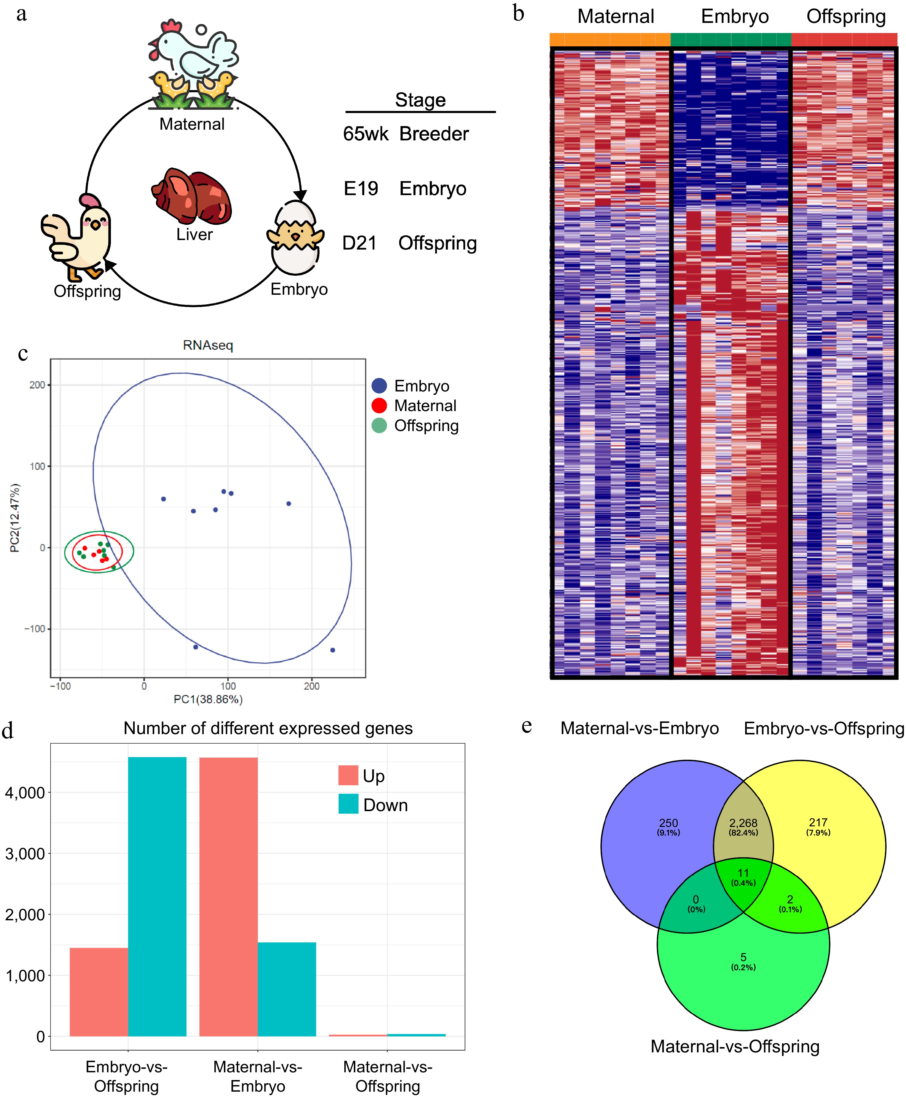 Transgenerational effects on the gene transcriptome of chicken liver