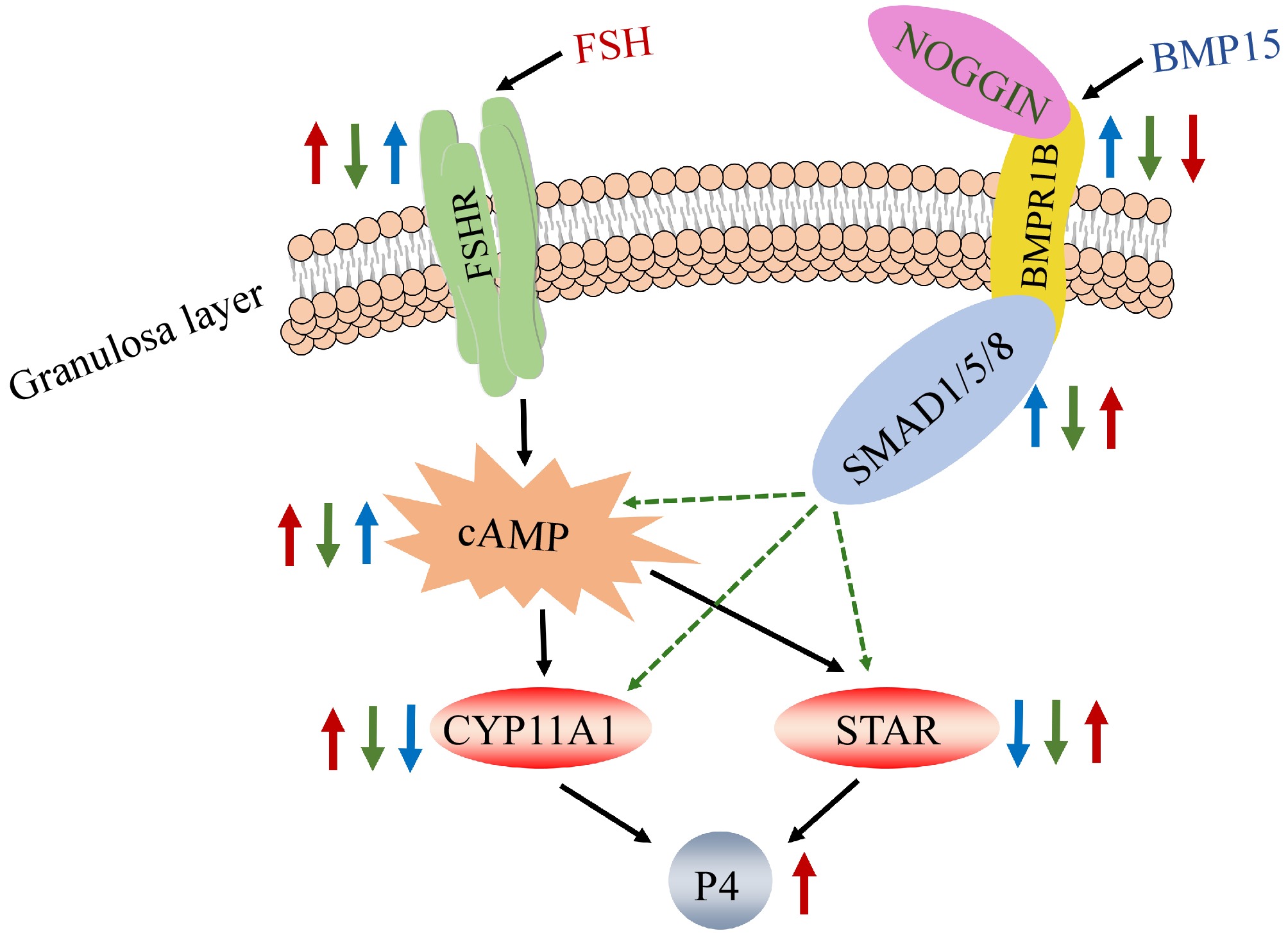 Transcriptome for small yellow follicles reveals bone morphogenetic ...