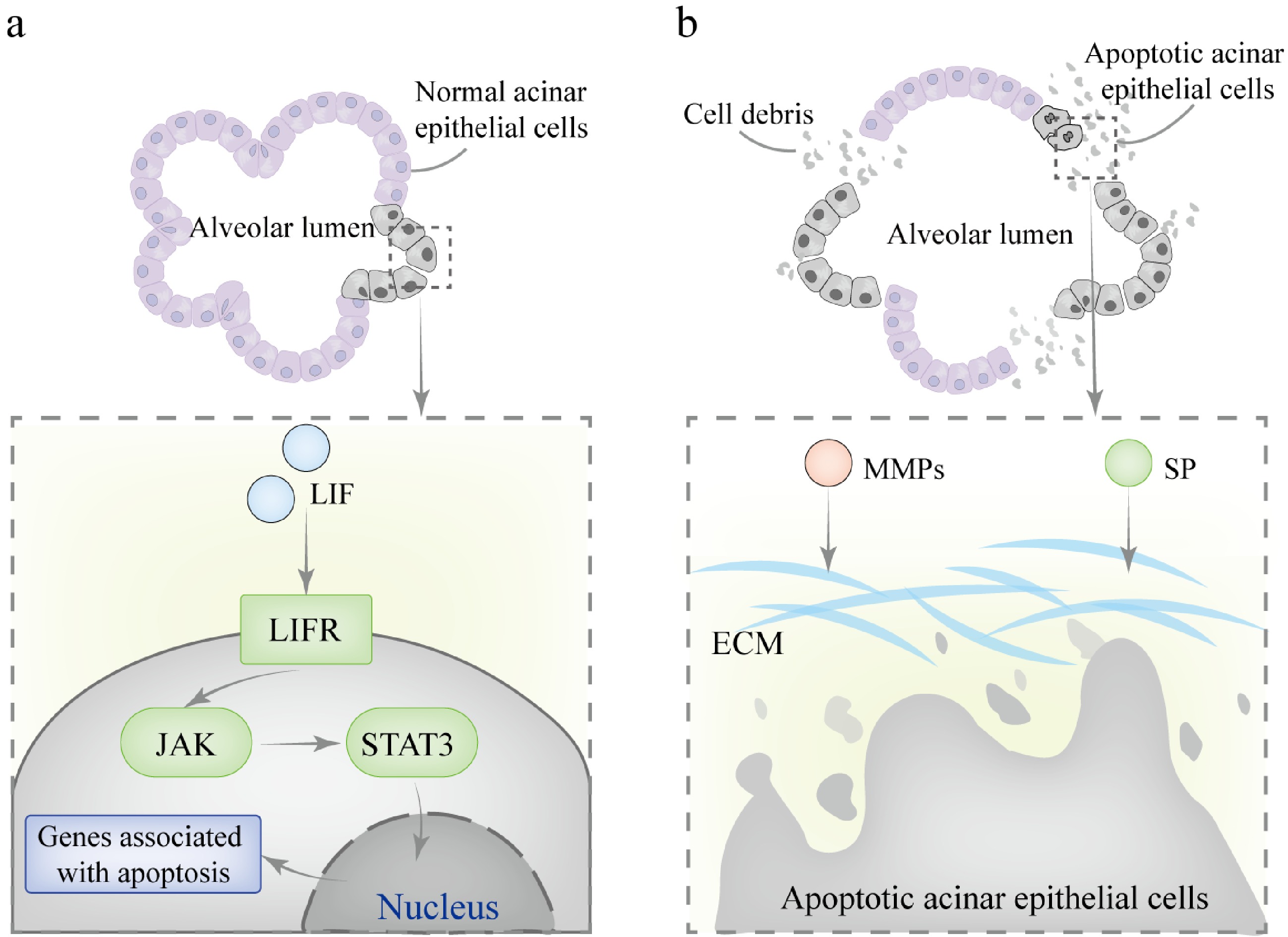 Mechanisms and regulation of mammary gland development in dairy animals