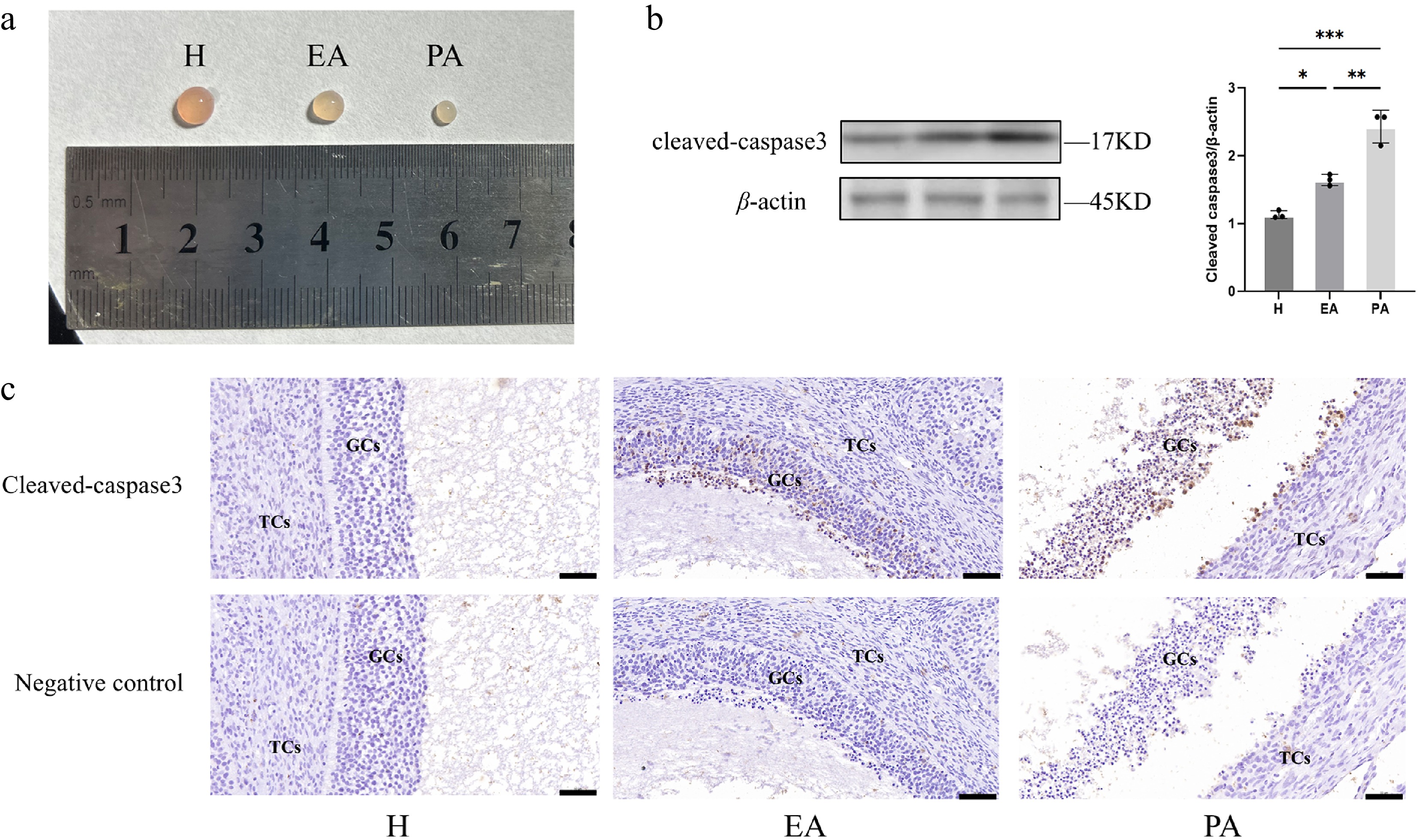 OONO − reduces the expression of steroidogenic genes and proteins to ...