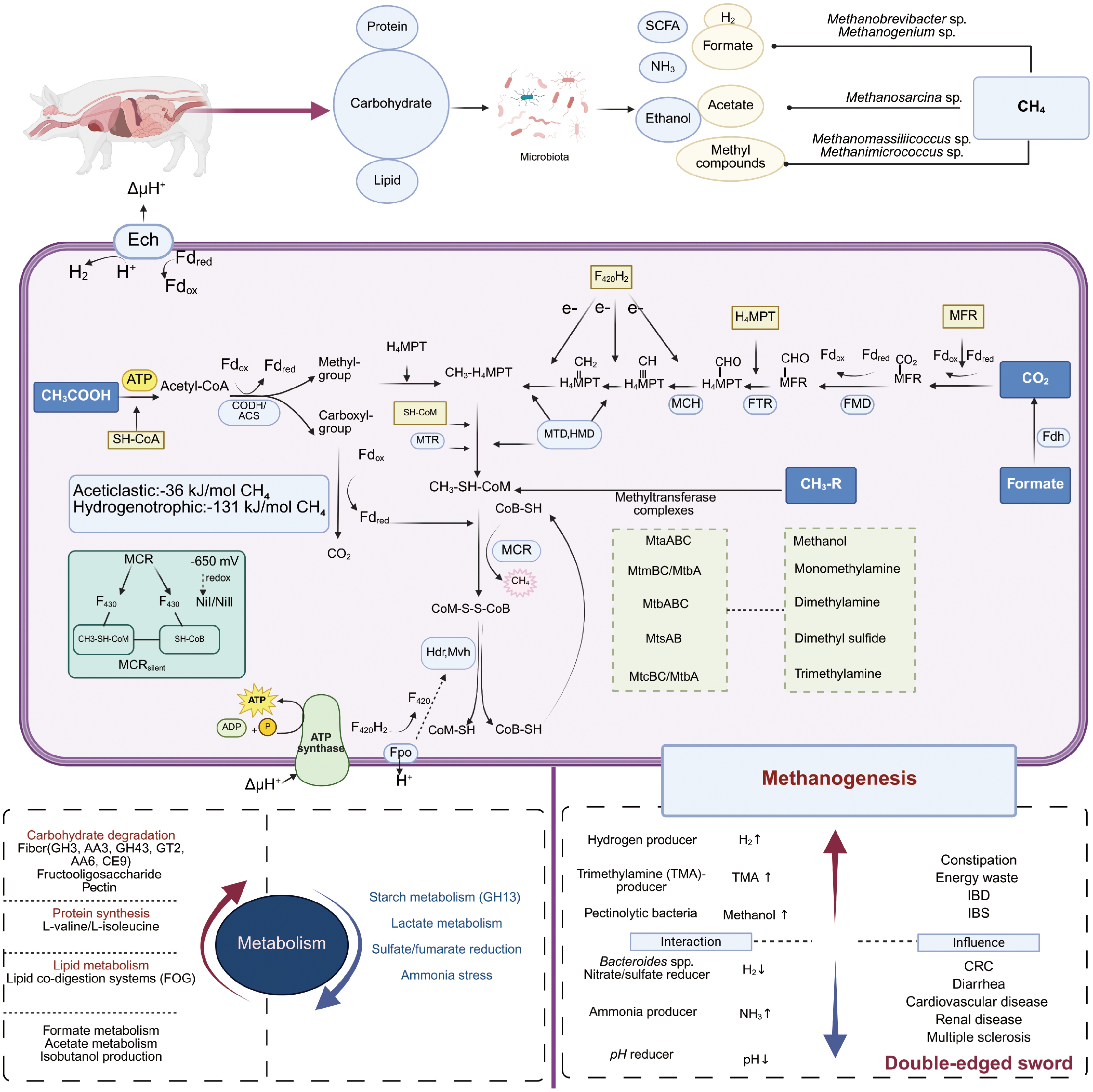 Methanogens as hidden architects of intestinal ecology in monogastric ...