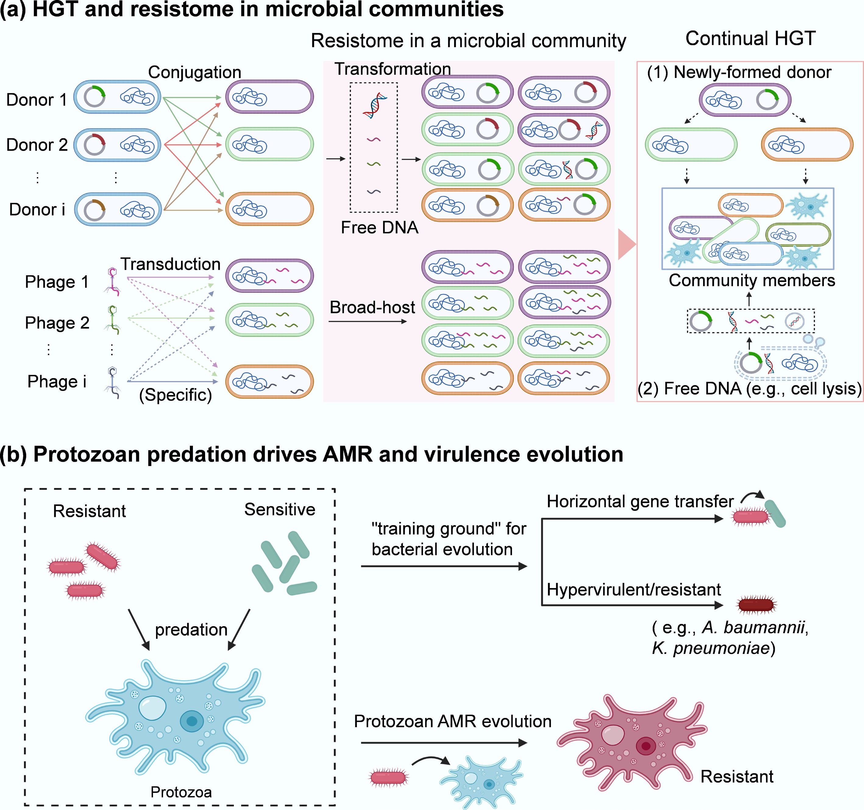 Antimicrobial resistance in complex microbiomes ecological evolution ...