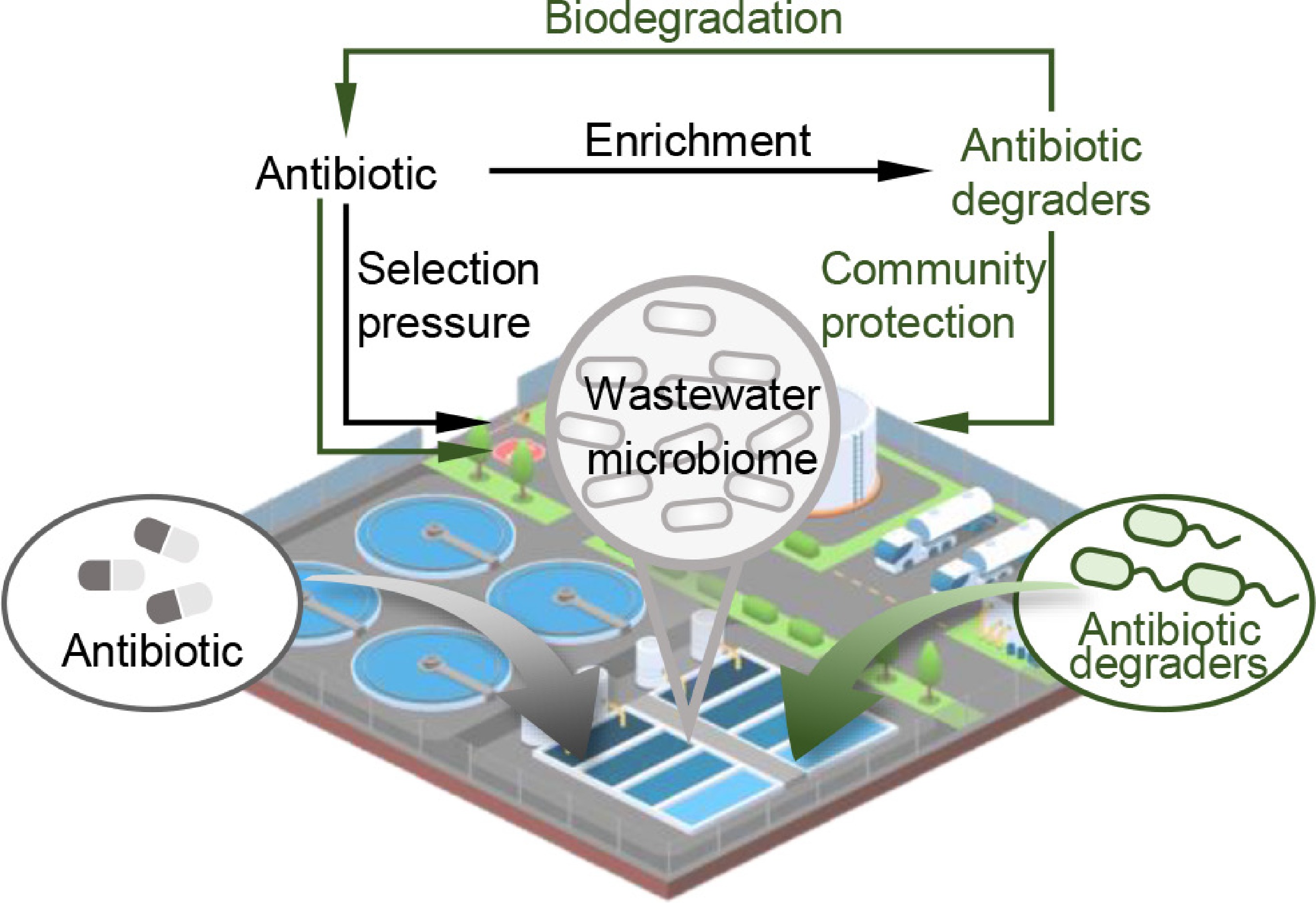 Community protection of antibiotic biodegradation modulates microbiome ...