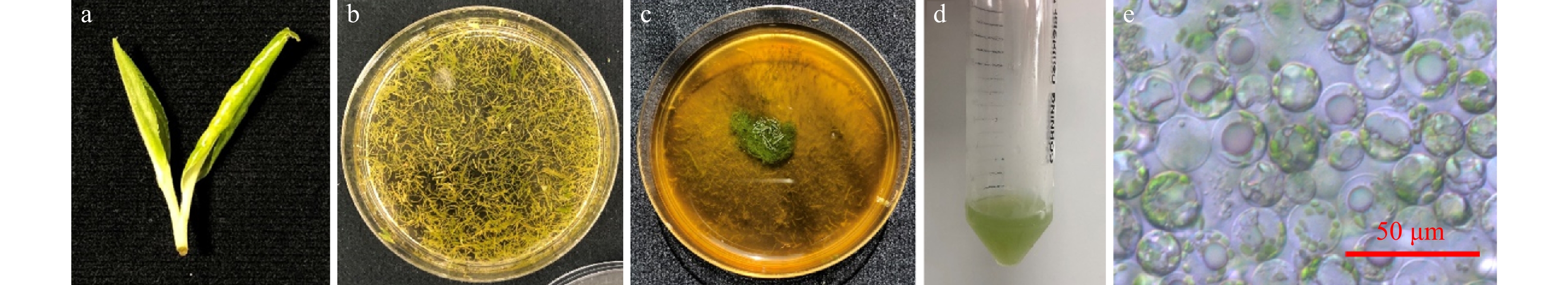 Isolation of mesophyll protoplasts from tea ( Camellia sinensis ) and ...