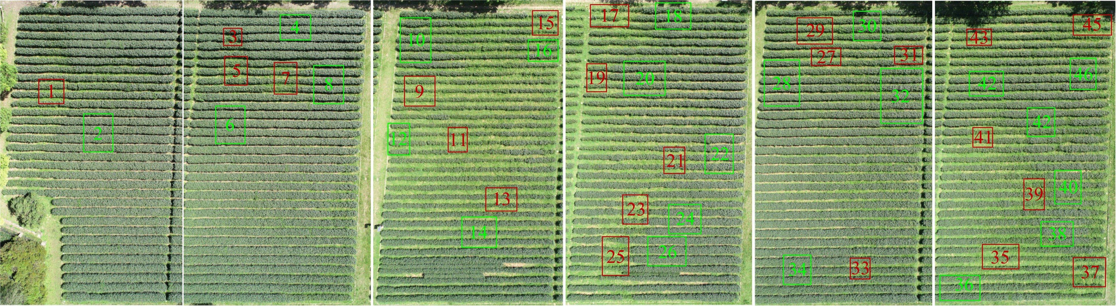 Crop growth inhibited by over-liming in tea plantations