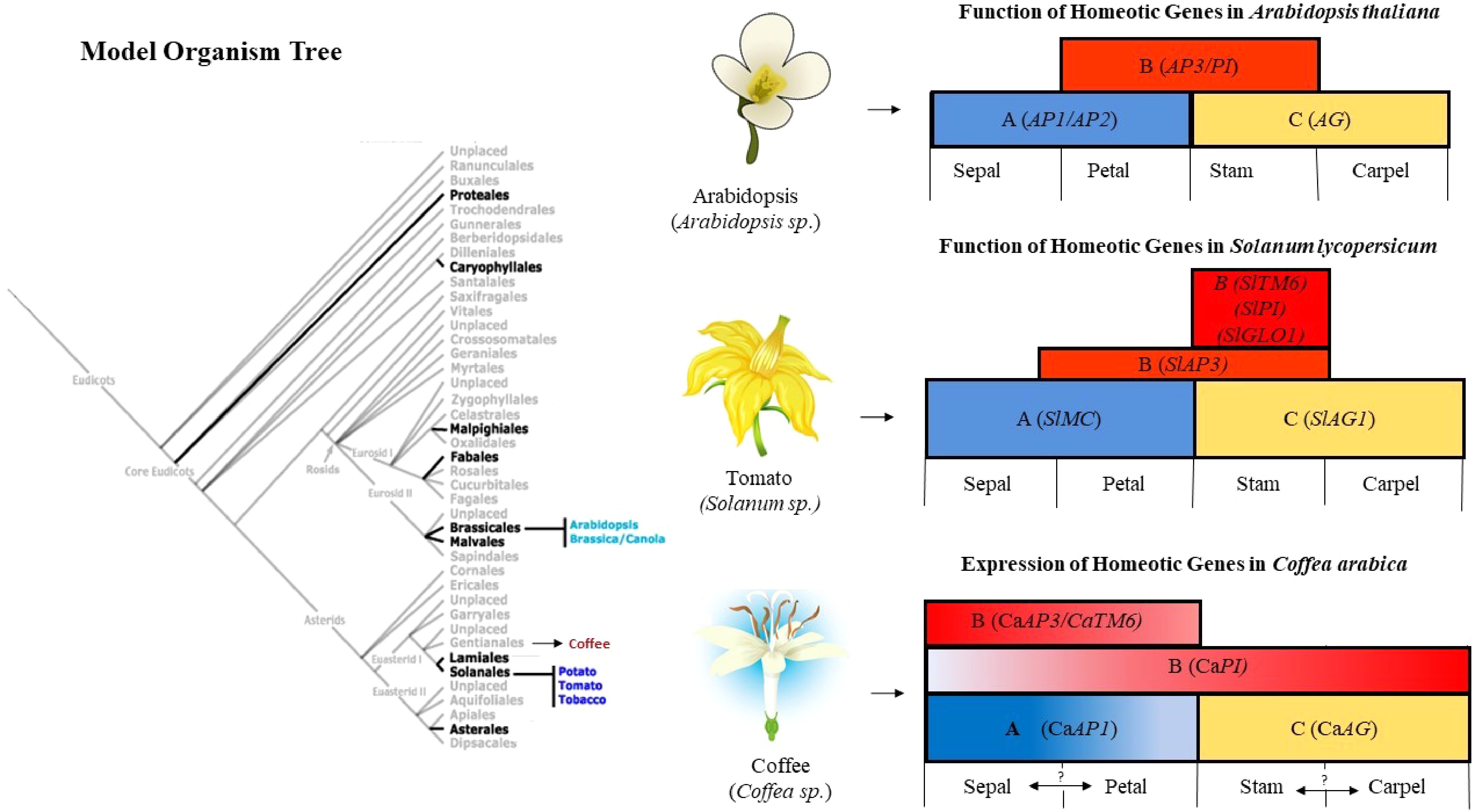 An overview of the endogenous and environmental factors related to the ...