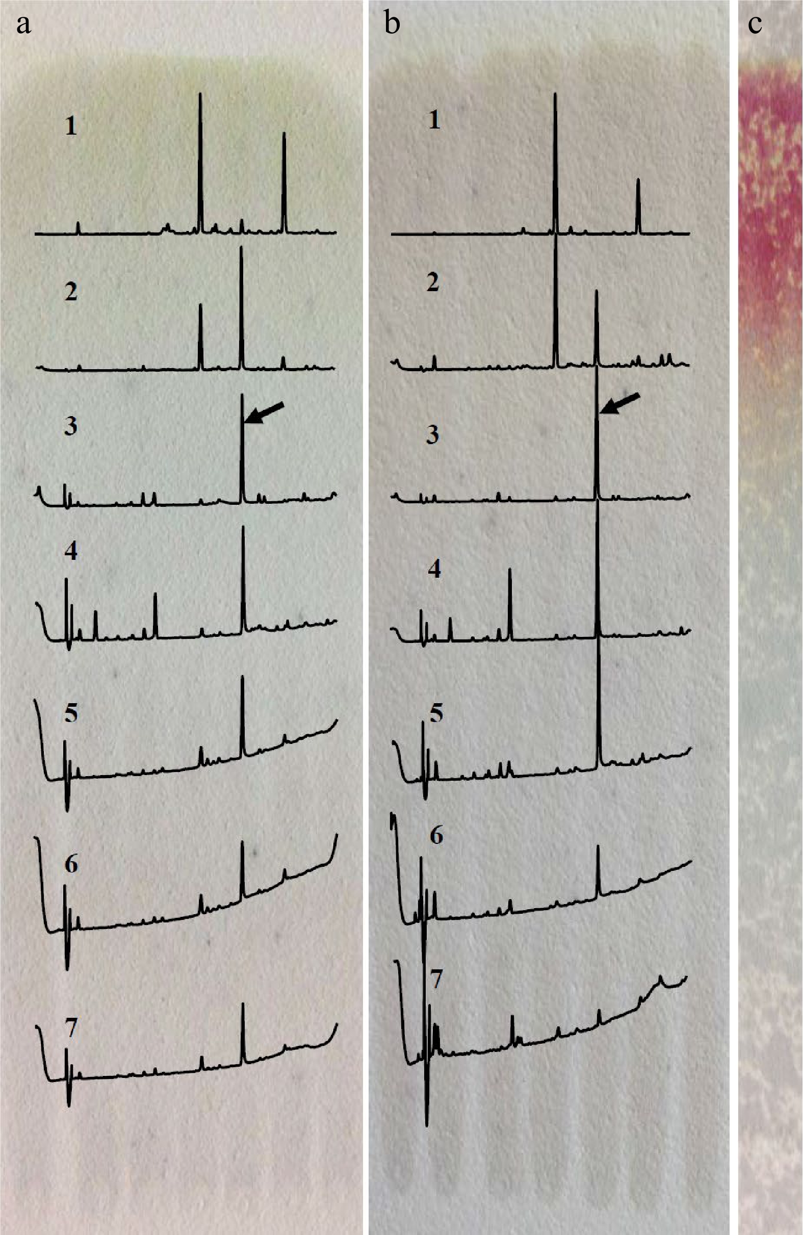 Separation and identification of an abundant trigalloylglucose from ...