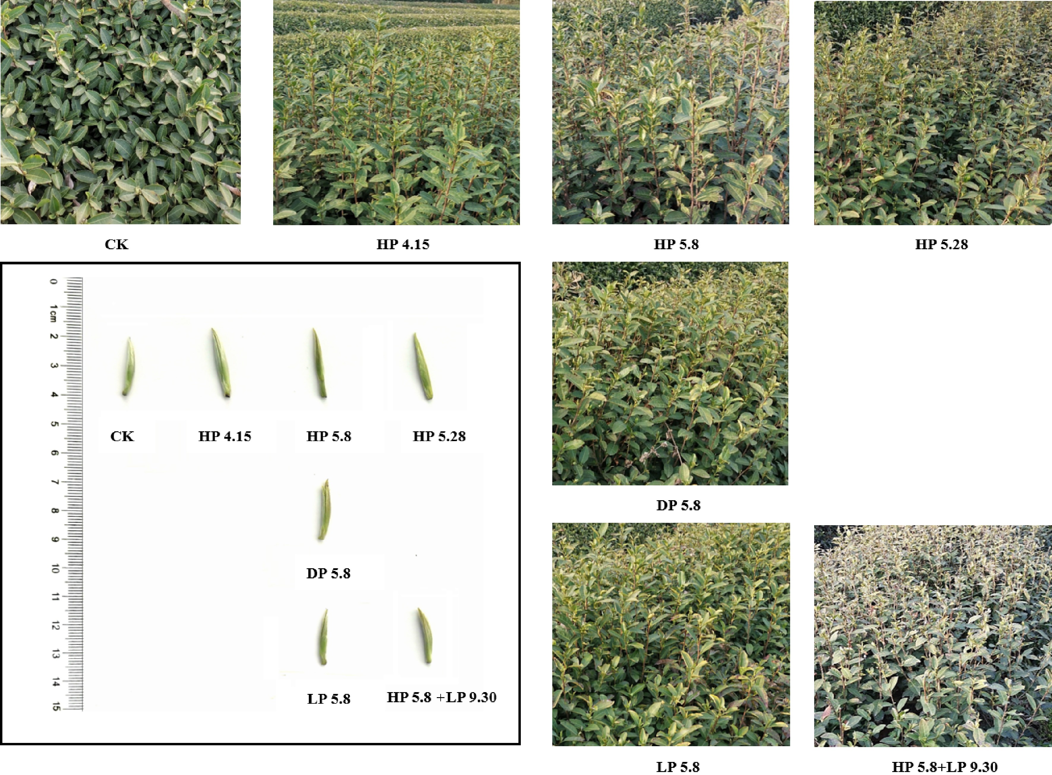 Effect of different pruning operations on the plant growth ...