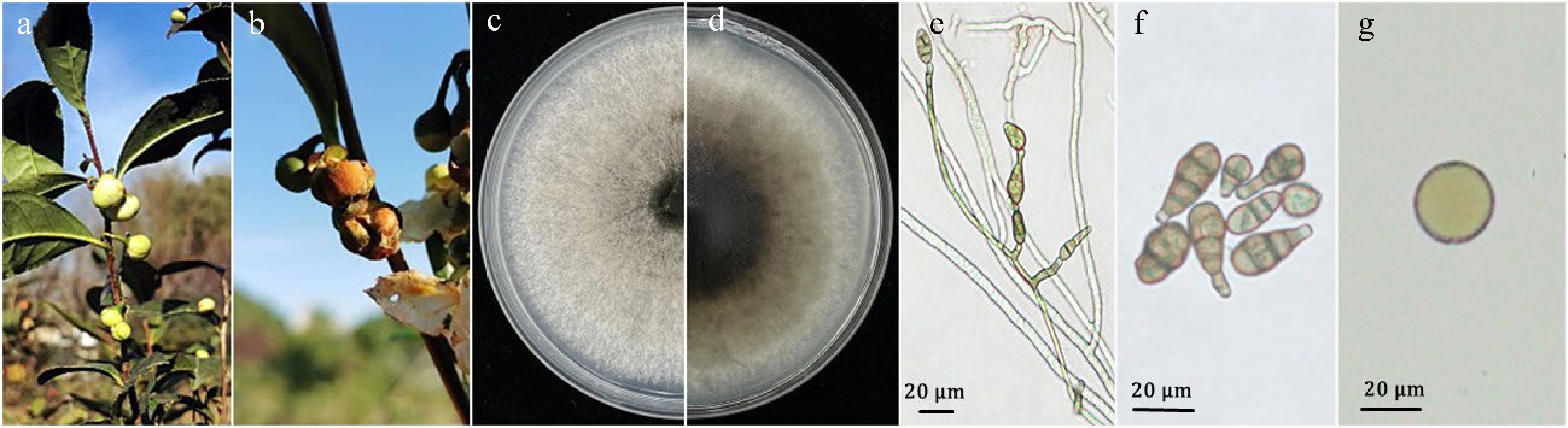 First report of Alternaria alternata causing flower blight on Camellia ...
