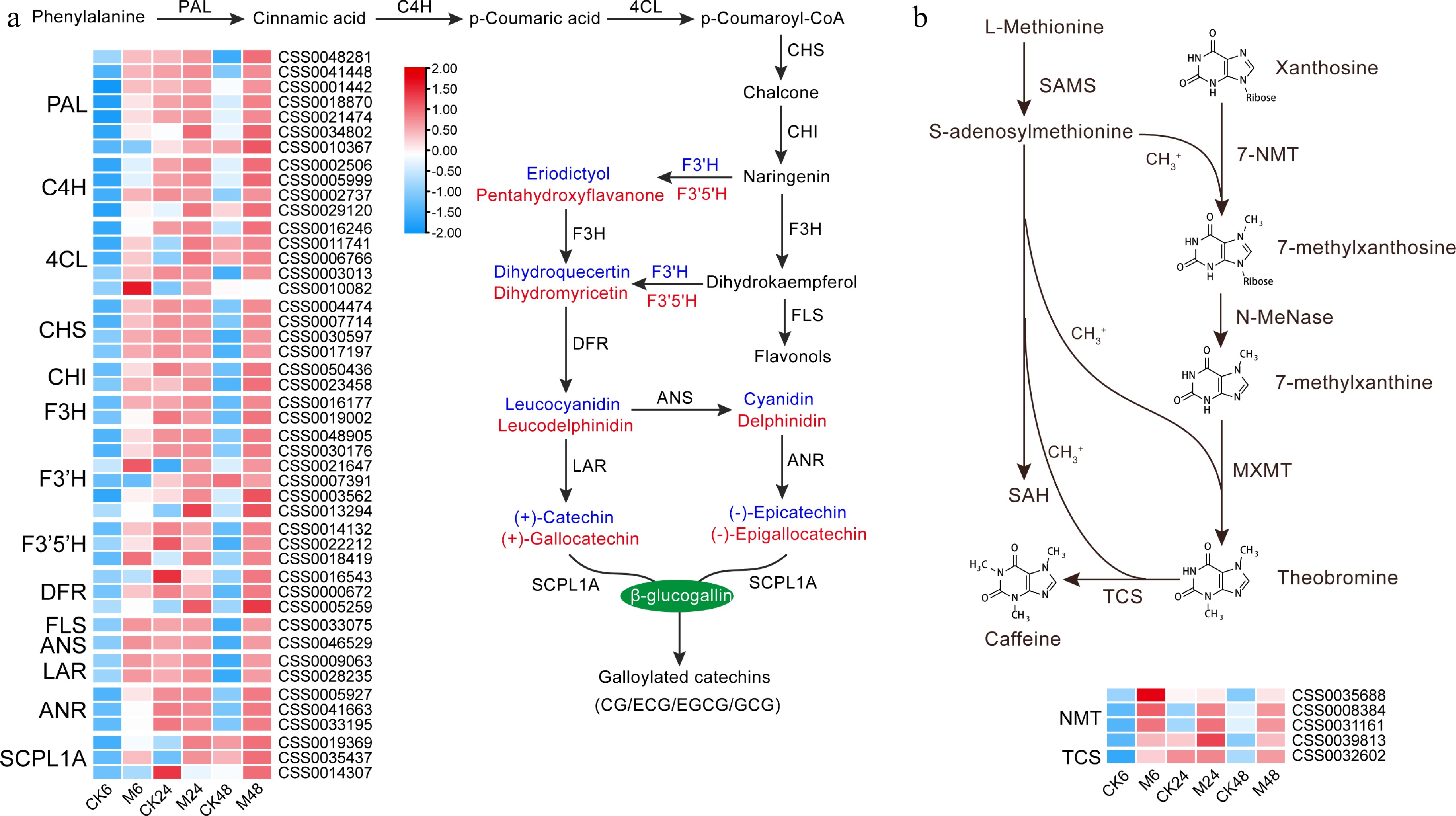Transcriptome and co-expression network analysis uncover the key genes ...