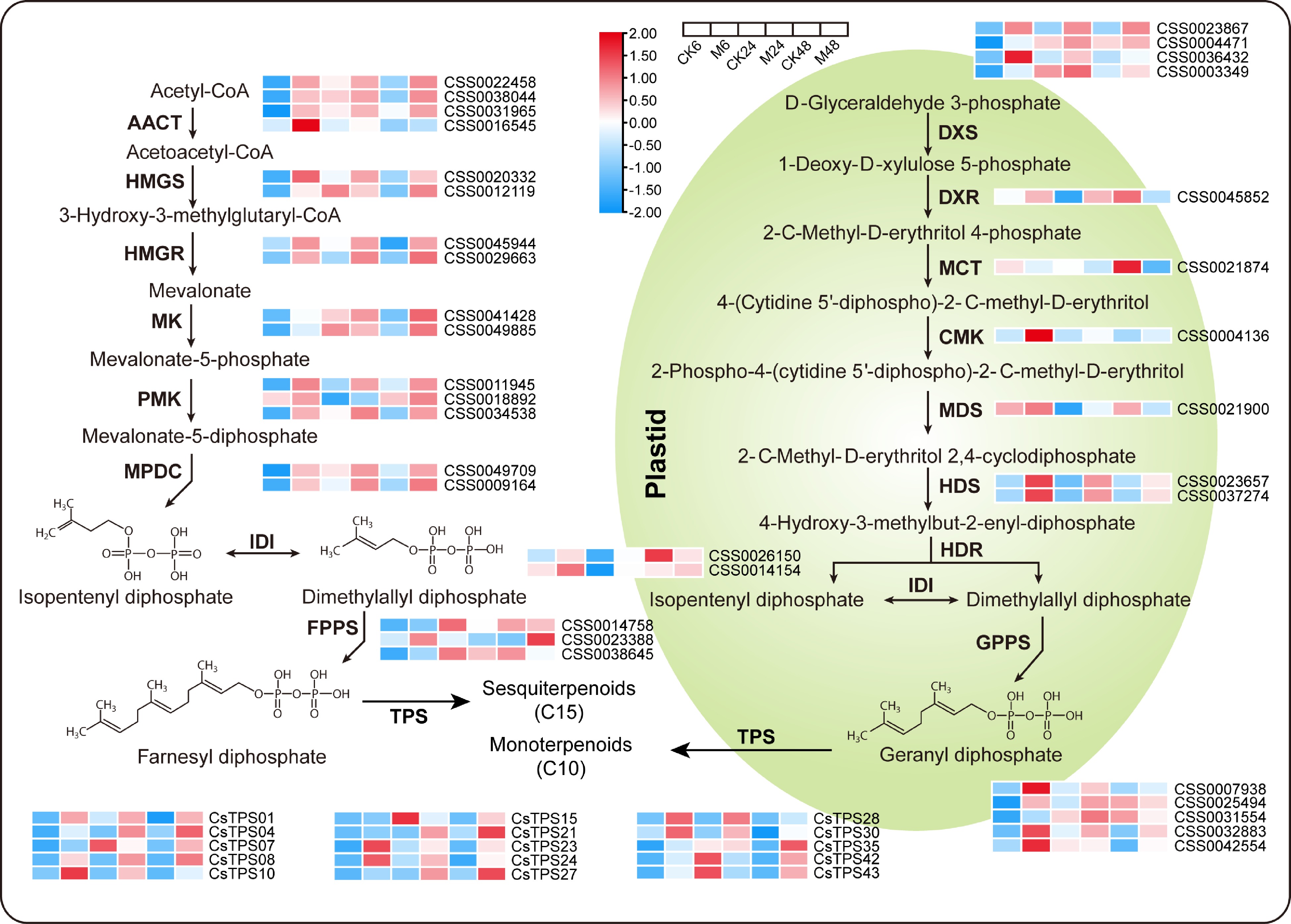 Transcriptome and co-expression network analysis uncover the key genes ...