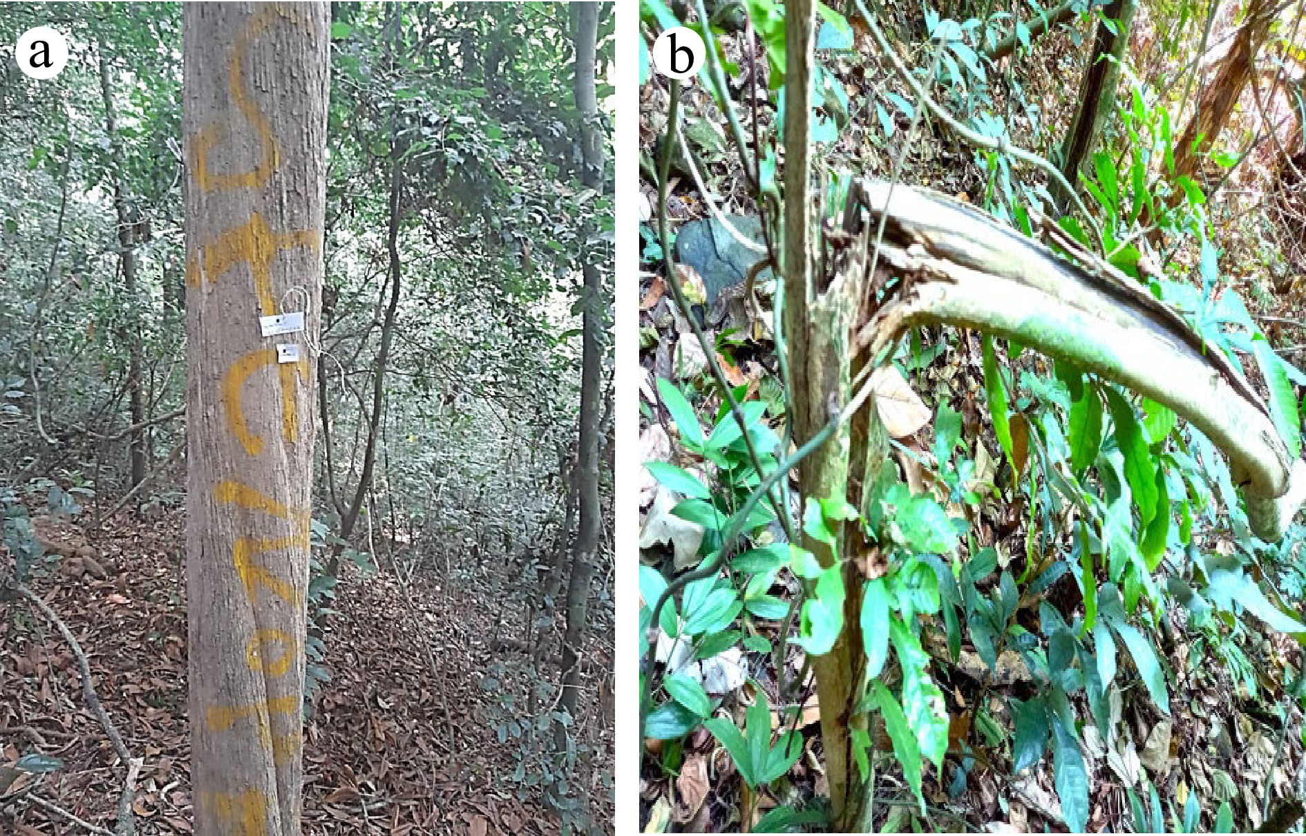 Phenotypic diversity of wild Sierra Leonean coffee ( Coffea stenophylla ...