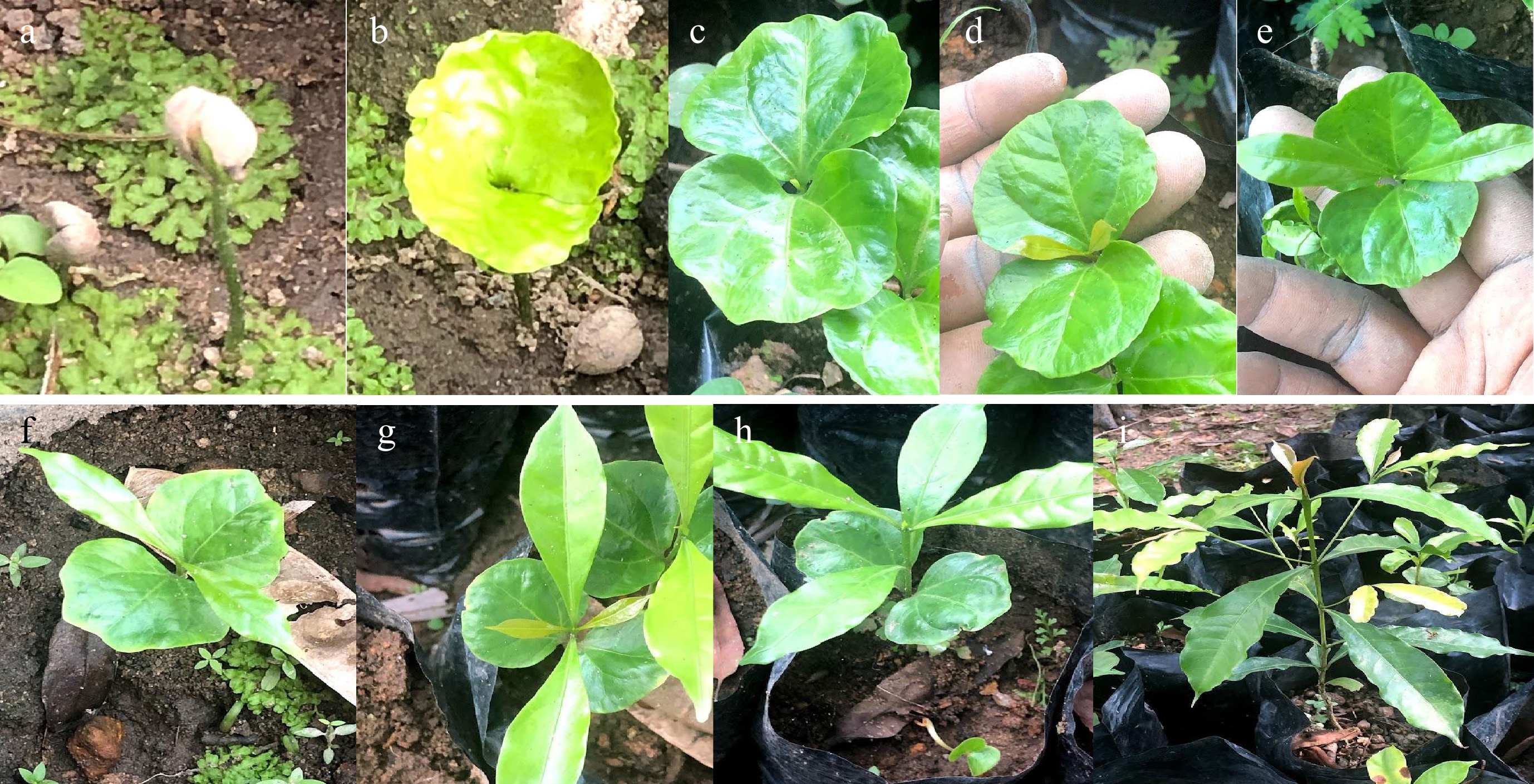 Phenotypic diversity of wild Sierra Leonean coffee ( Coffea stenophylla ...