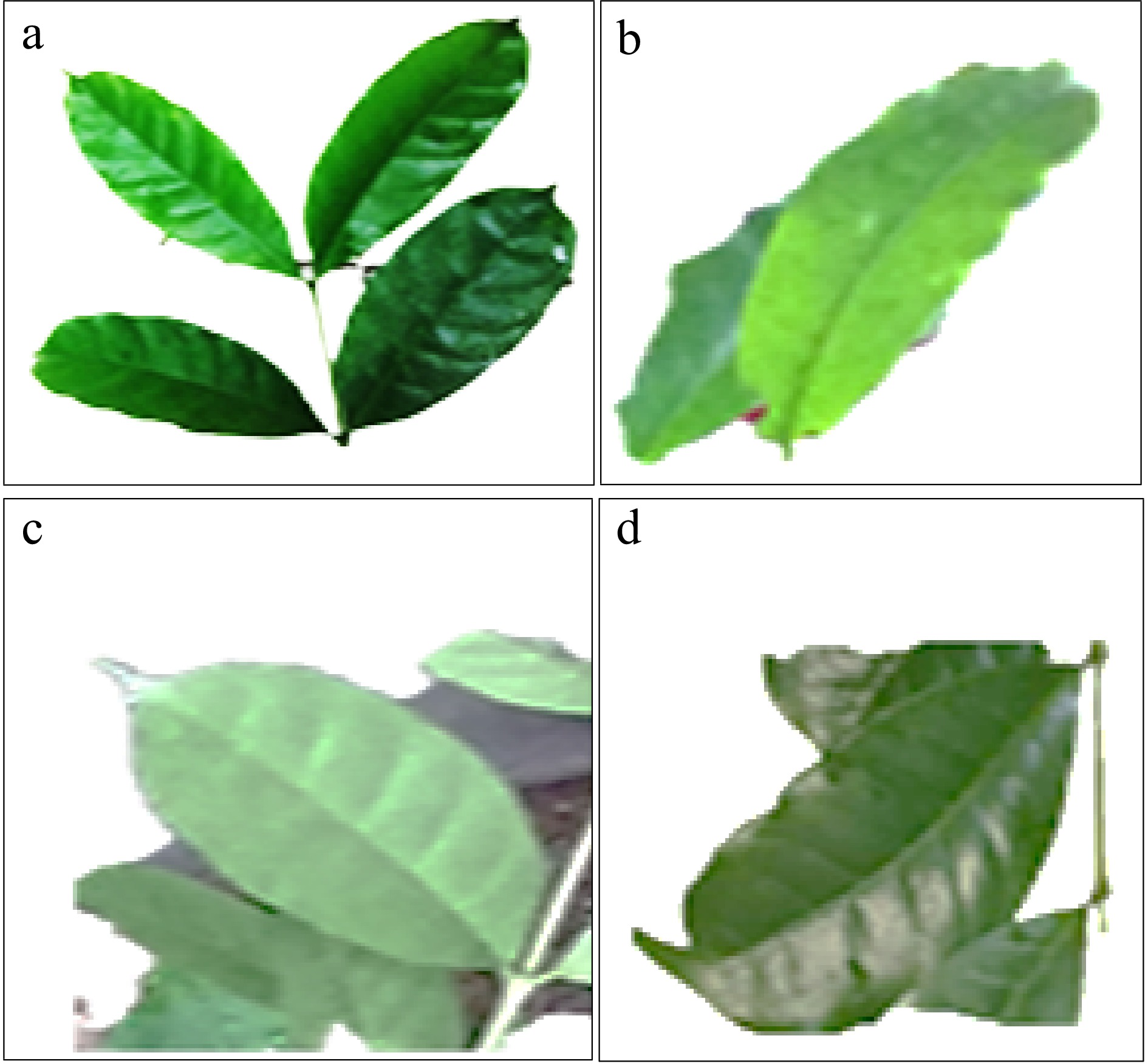 Phenotypic diversity of wild Sierra Leonean coffee ( Coffea stenophylla ...
