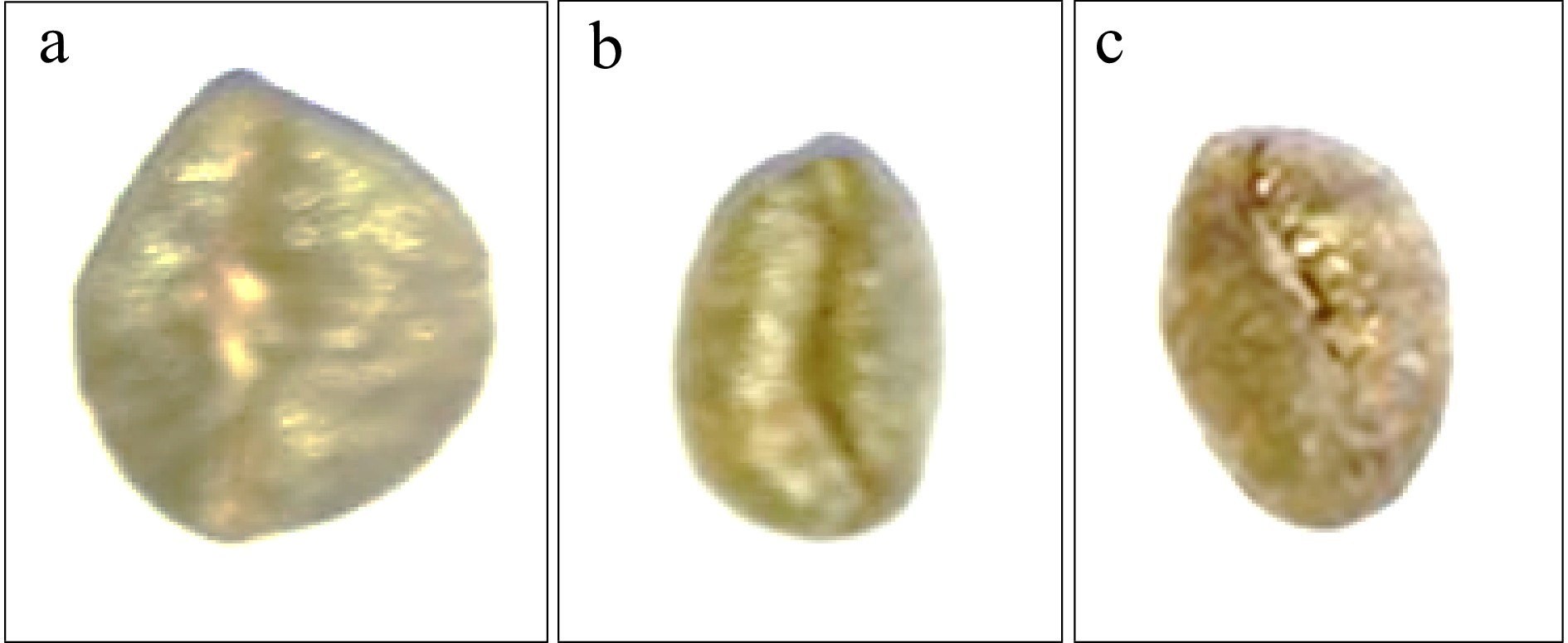 Phenotypic diversity of wild Sierra Leonean coffee ( Coffea stenophylla ...