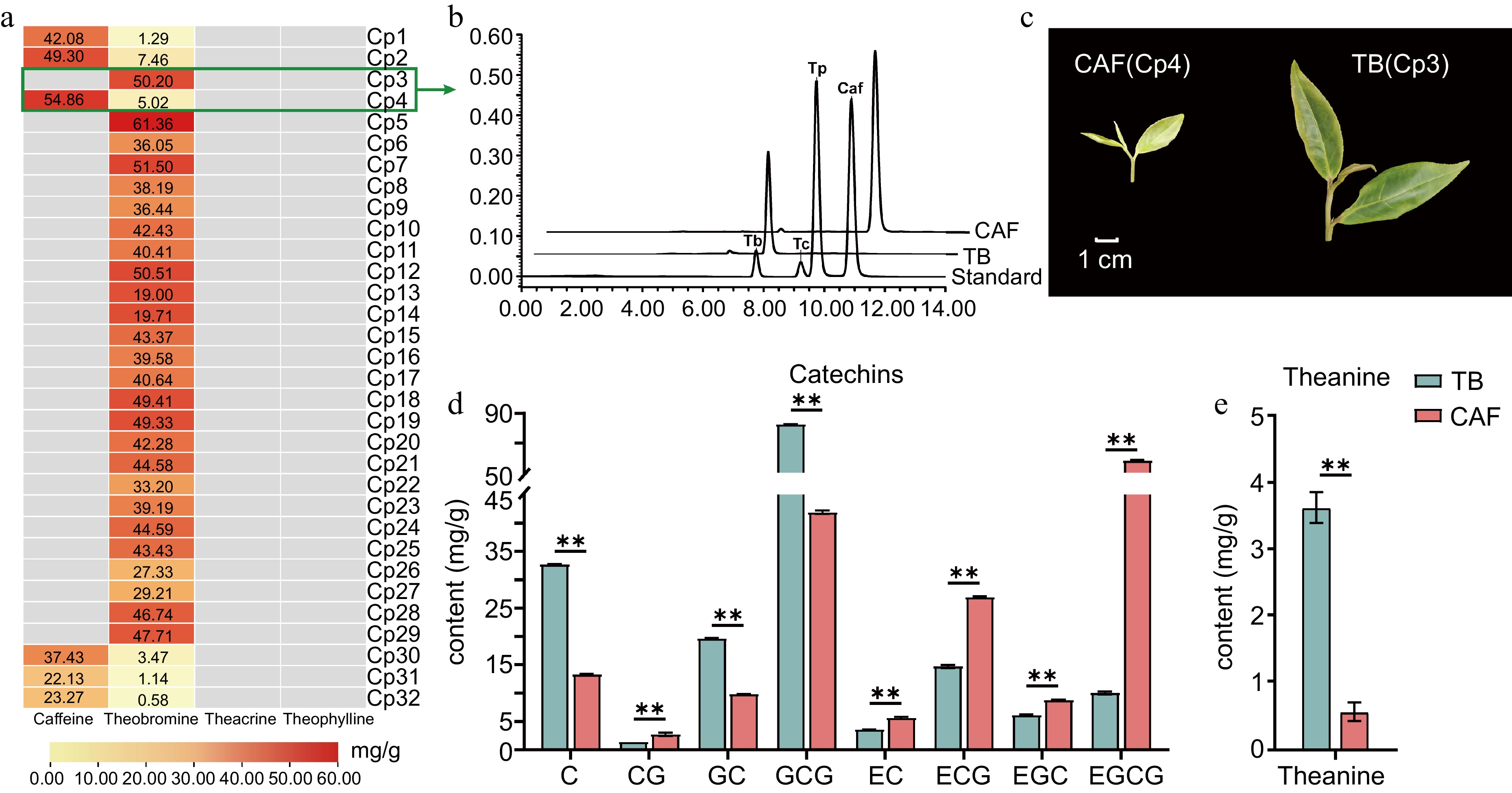 Differential accumulation mechanisms of purine alkaloids and catechins ...