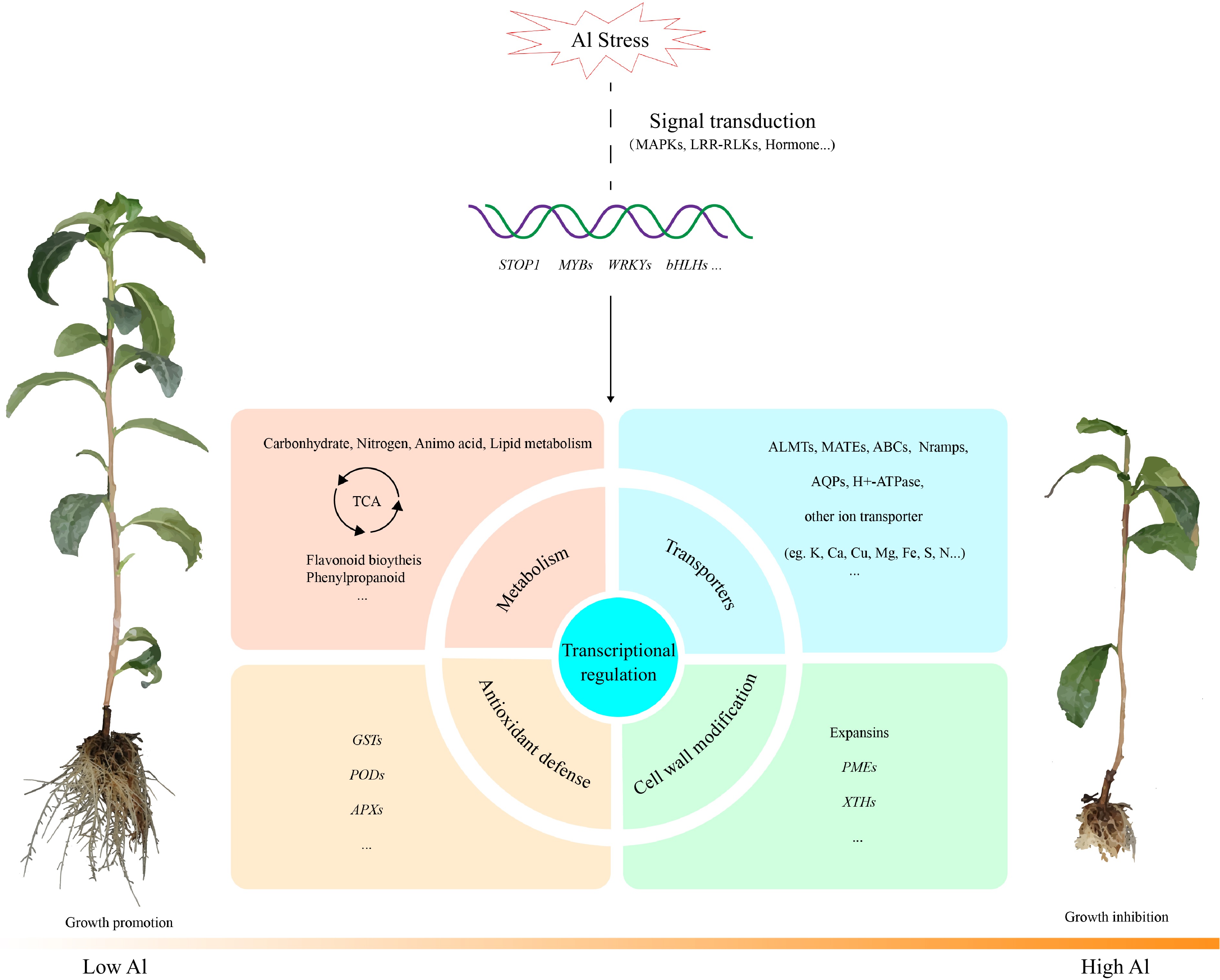 Research advances in aluminum tolerance and accumulation in tea plant ...