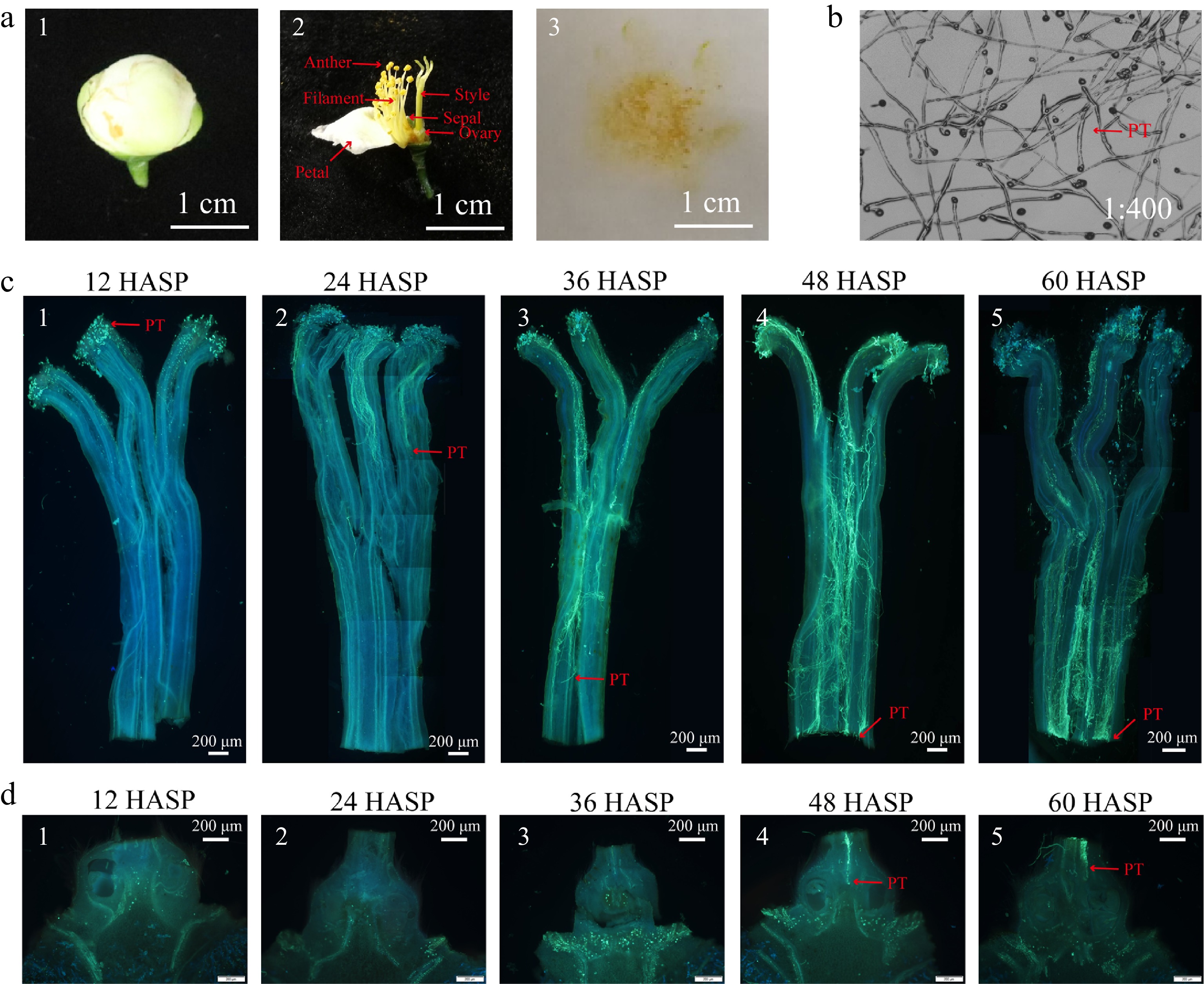 Cytological and transcriptional insights of late-acting self ...