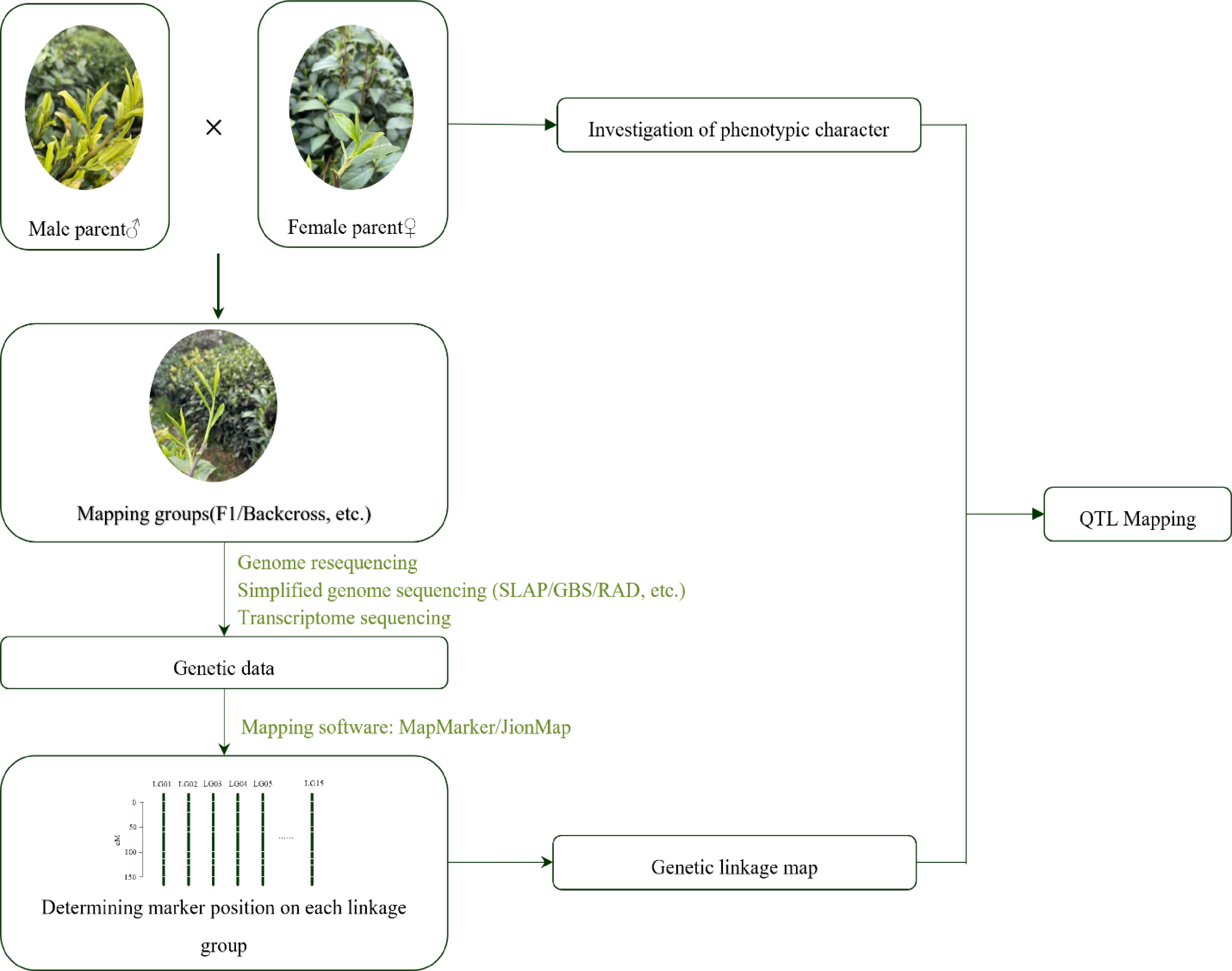 Achievements and prospects of QTL mapping and beneficial genes and ...