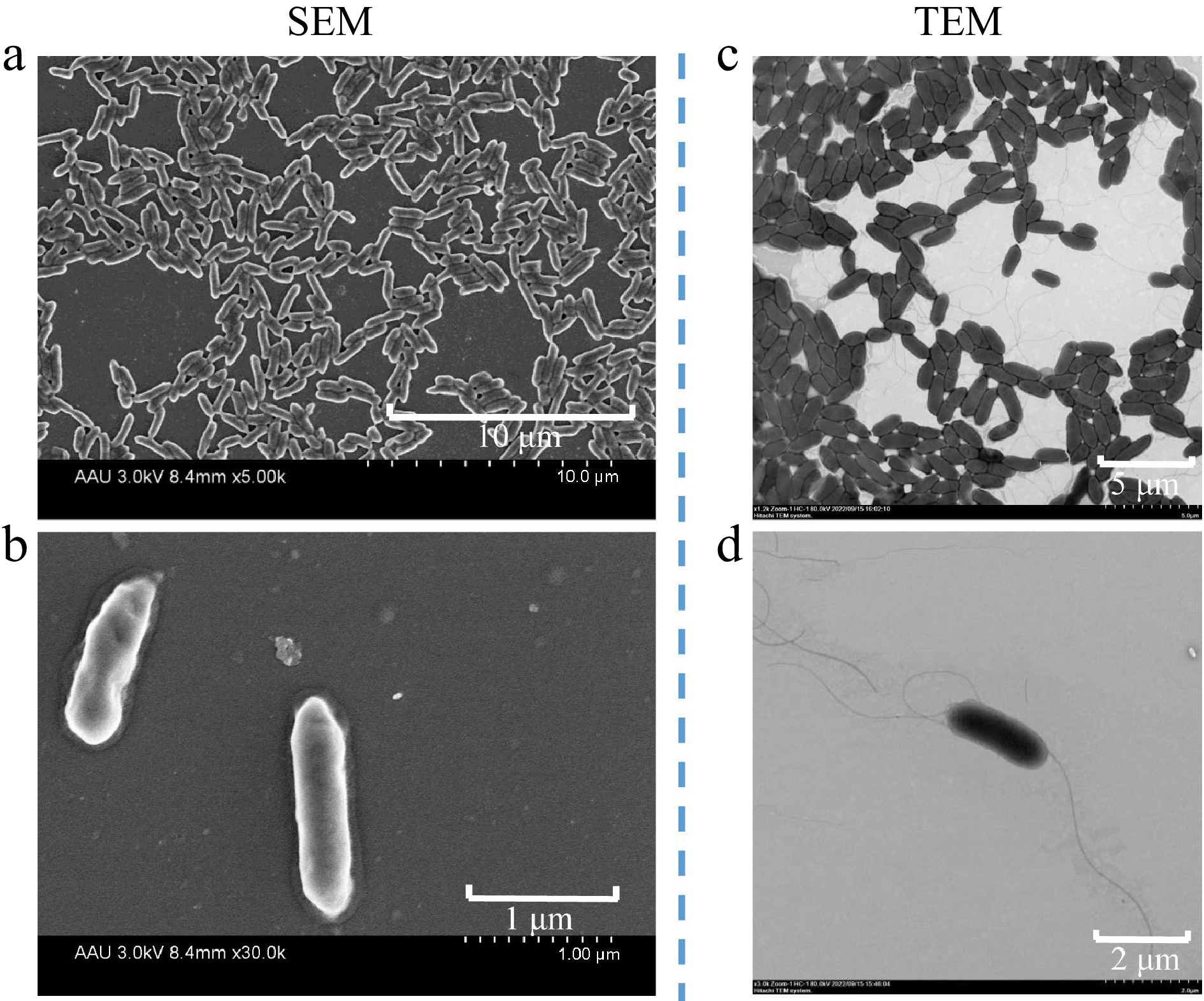 Complete genome sequence of a plant growth-promoting endophytic bacterium V4 isolated from tea ...