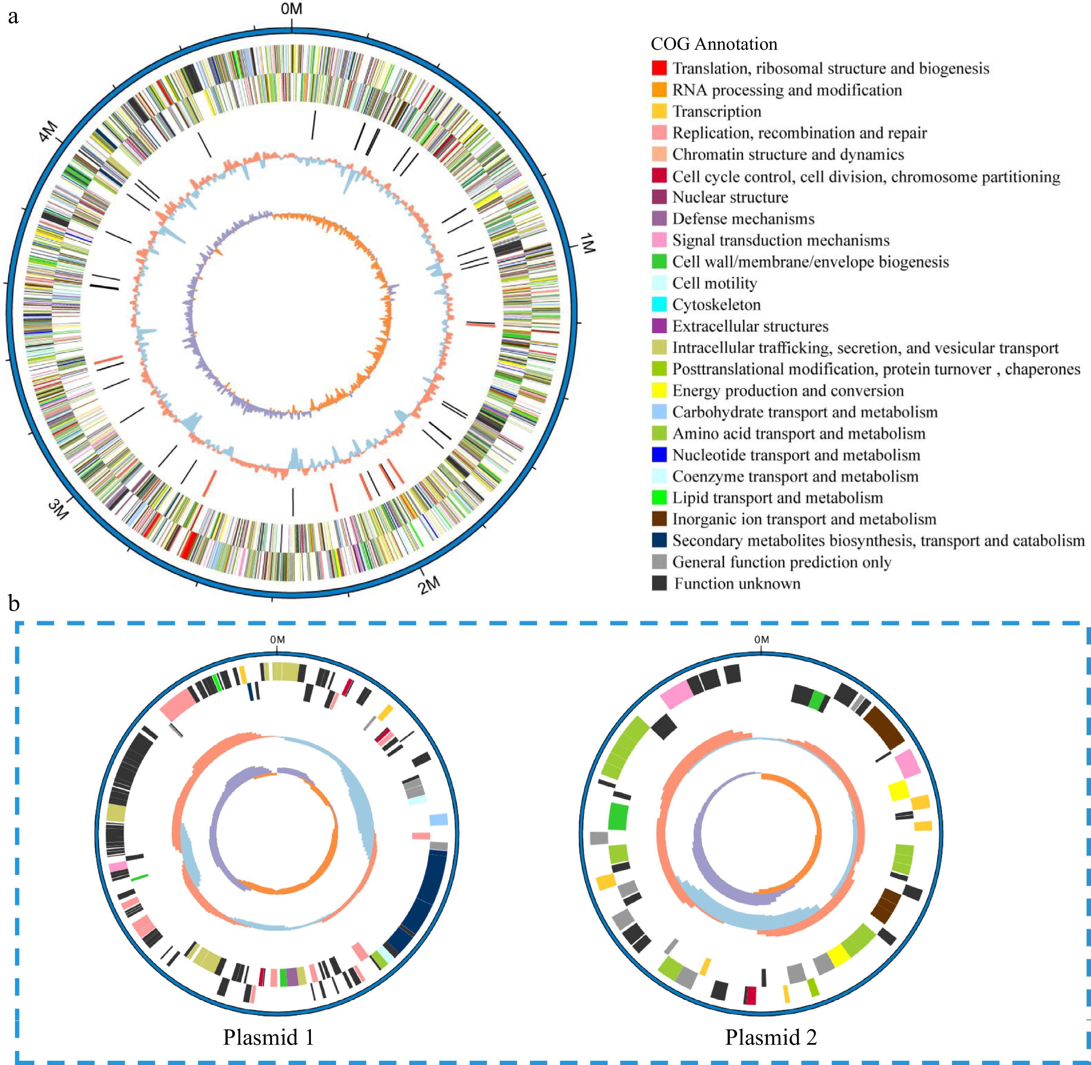Complete genome sequence of a plant growth-promoting endophytic bacterium V4 isolated from tea ...