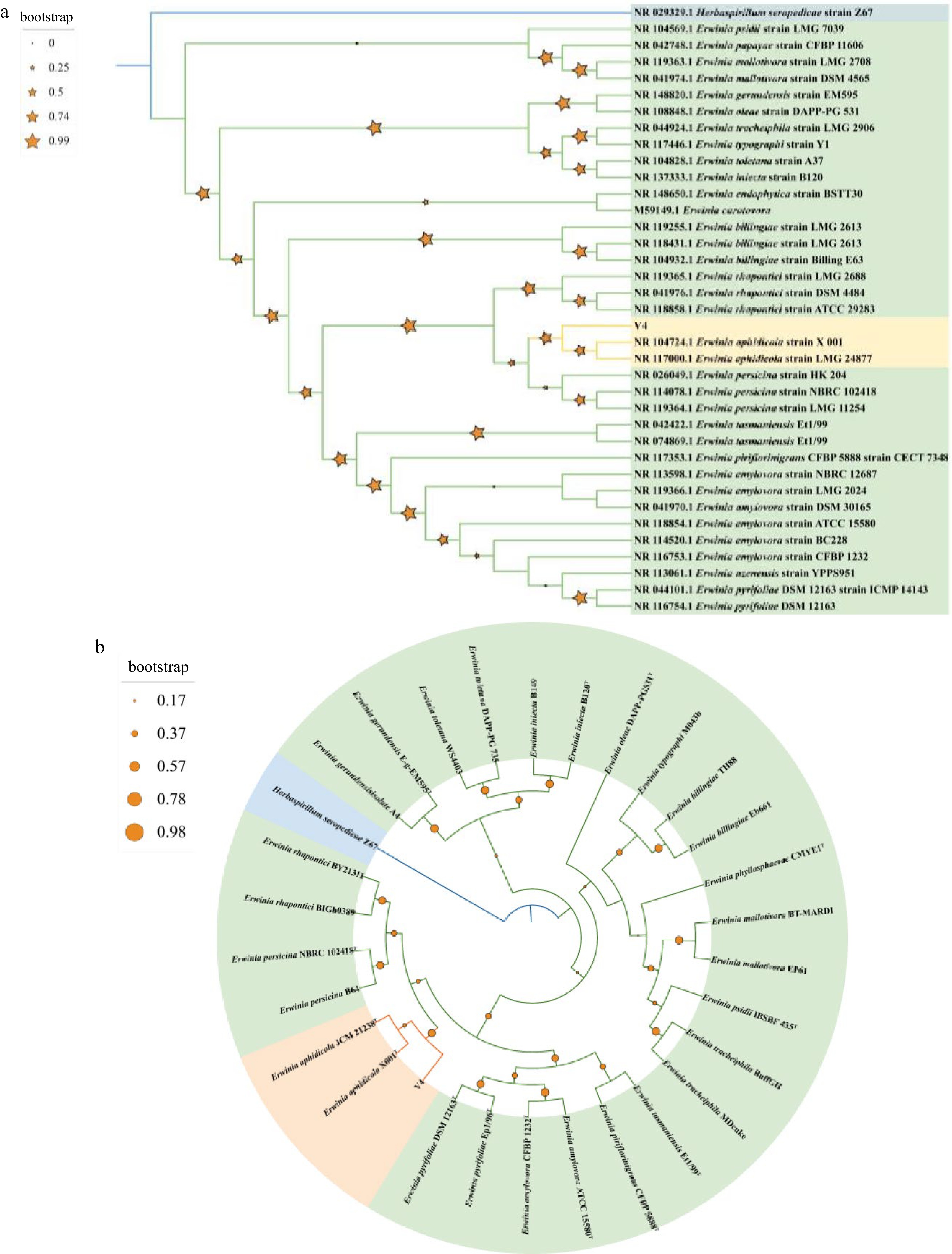 Complete genome sequence of a plant growth-promoting endophytic bacterium V4 isolated from tea ...