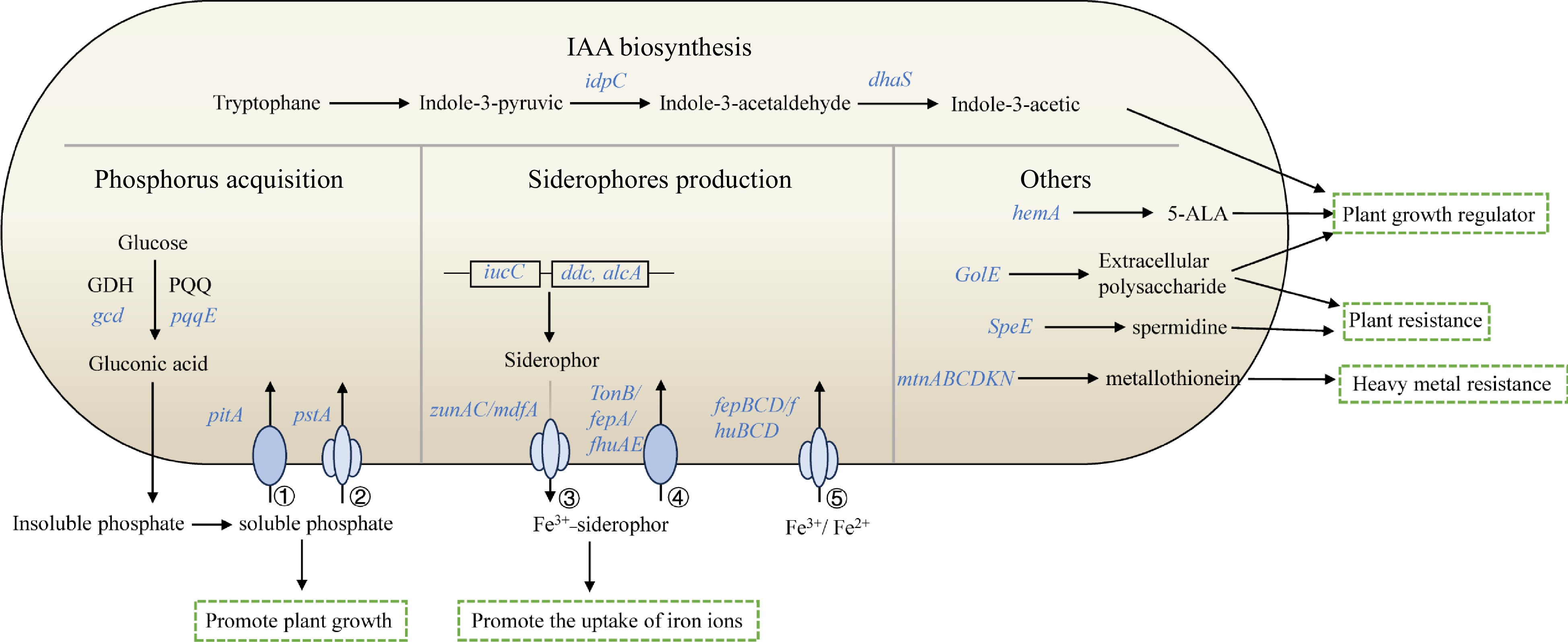 Complete genome sequence of a plant growth-promoting endophytic bacterium V4 isolated from tea ...