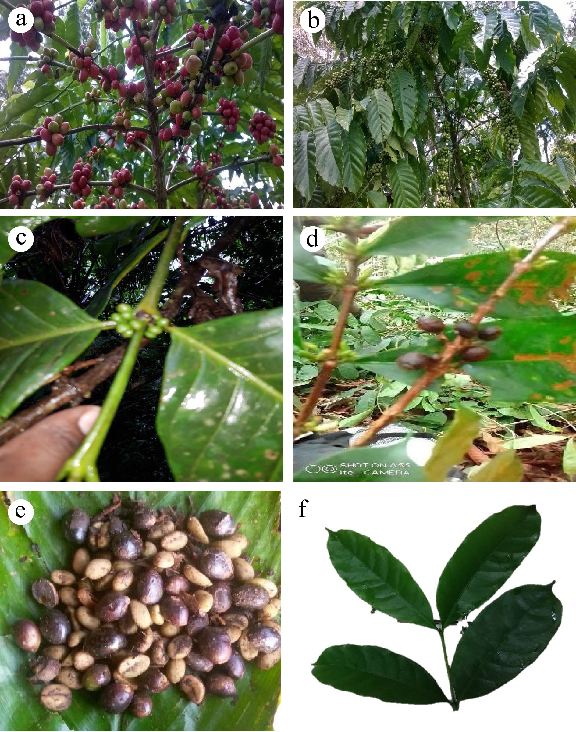 Genetic diversity of coffee germplasm in Sierra Leone: implications for ...