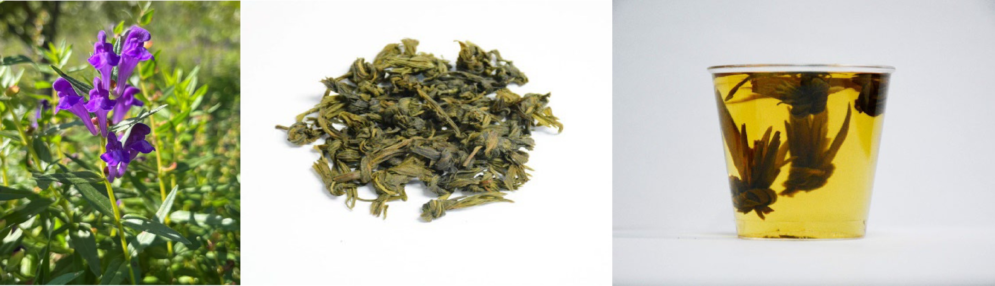 A comprehensive review of Huangqin ( Scutellaria baicalensis Georgi ...