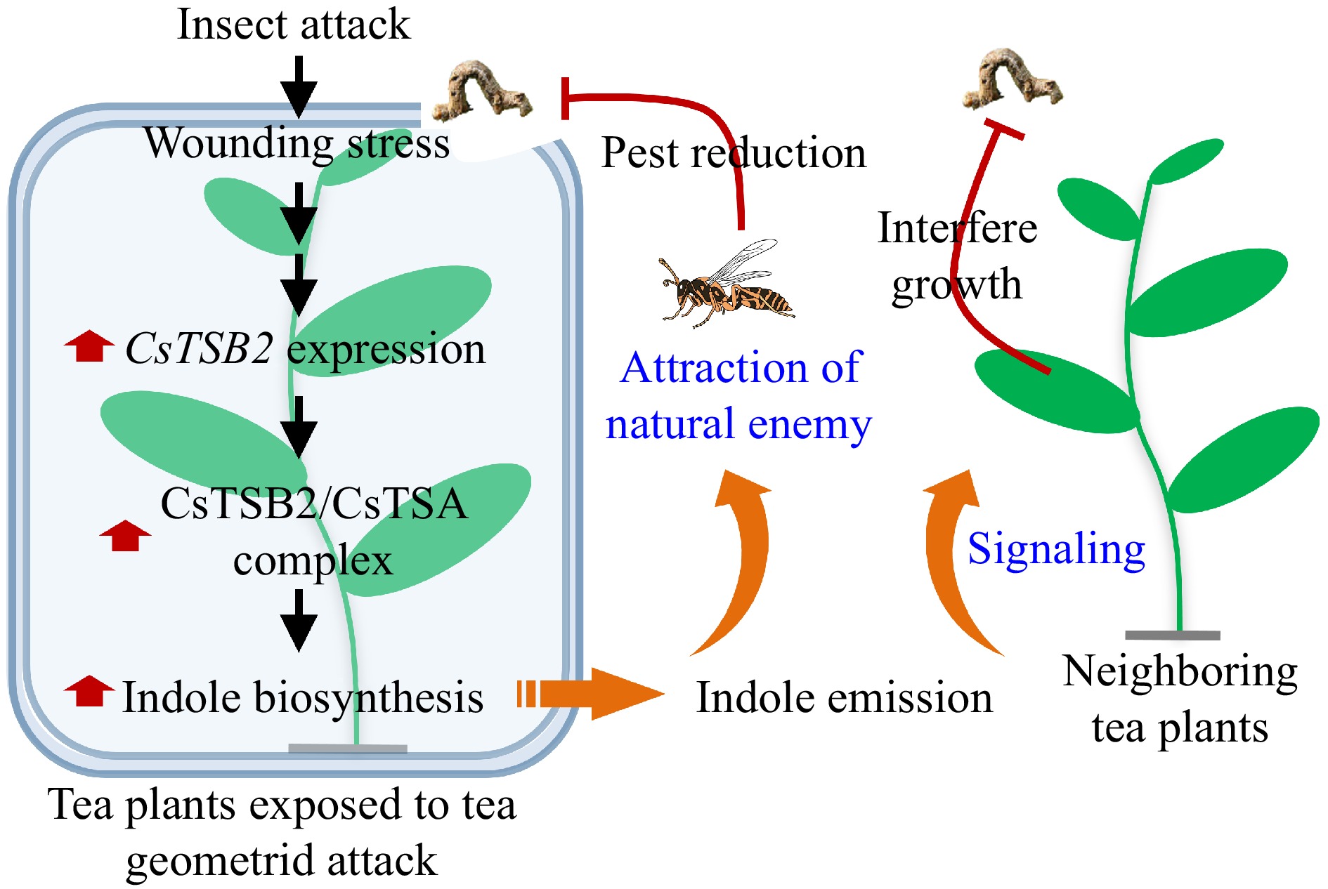 Emission pattern and anti-insect function of indole from tea plant ...
