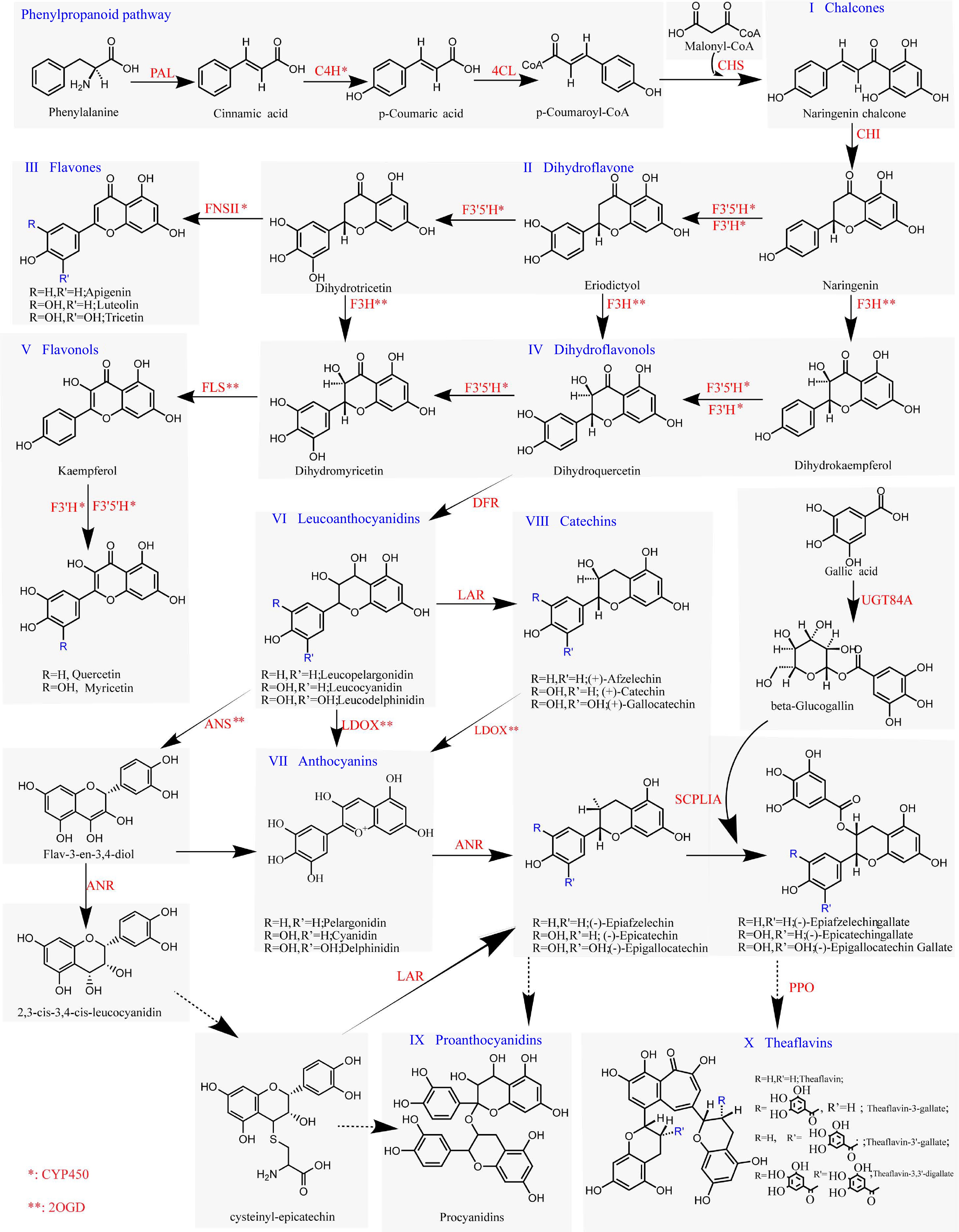 GFAnno integrated method for plant flavonoid biosynthesis pathway gene ...