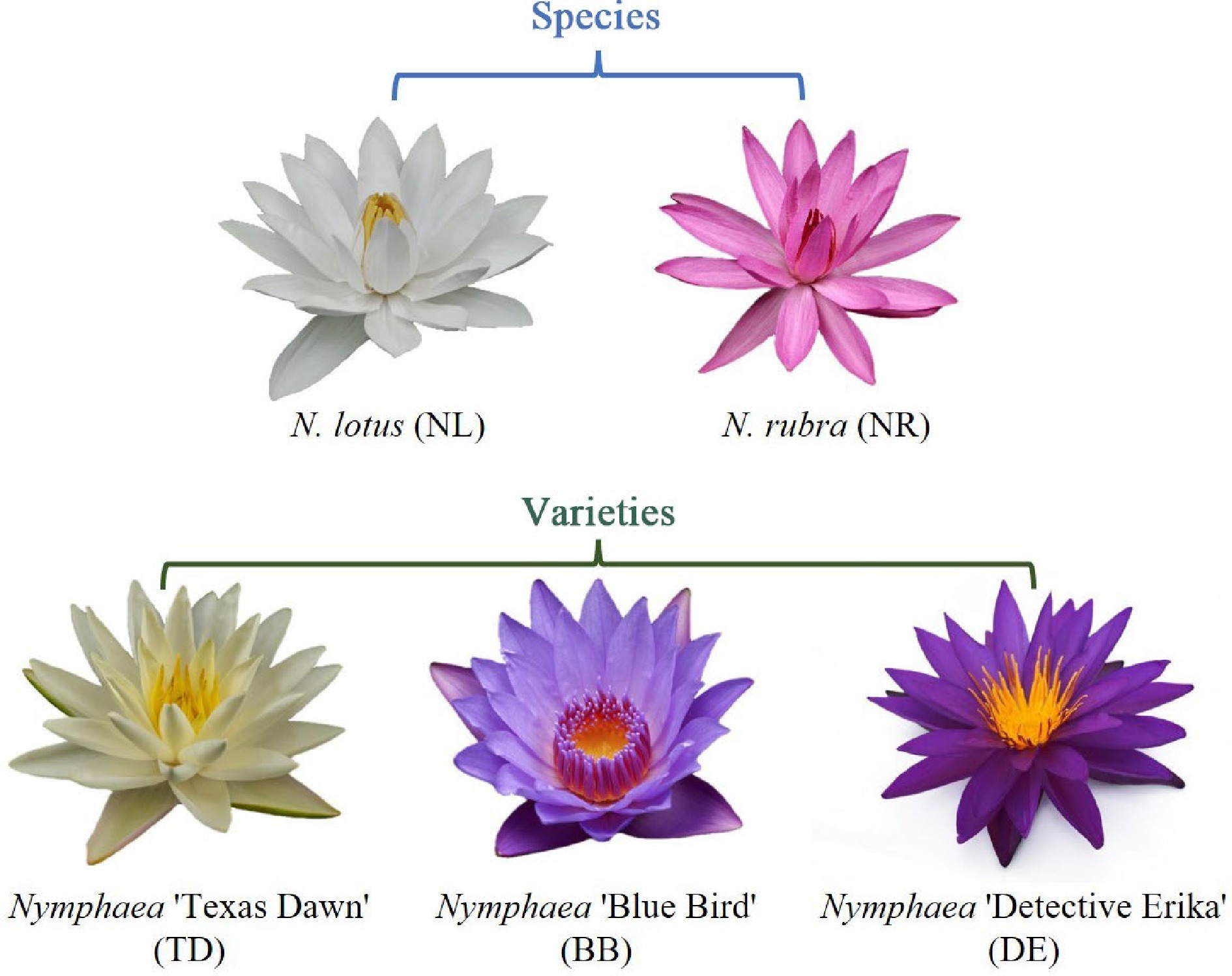 Comprehensive study of non-volatile and volatile metabolites in five ...