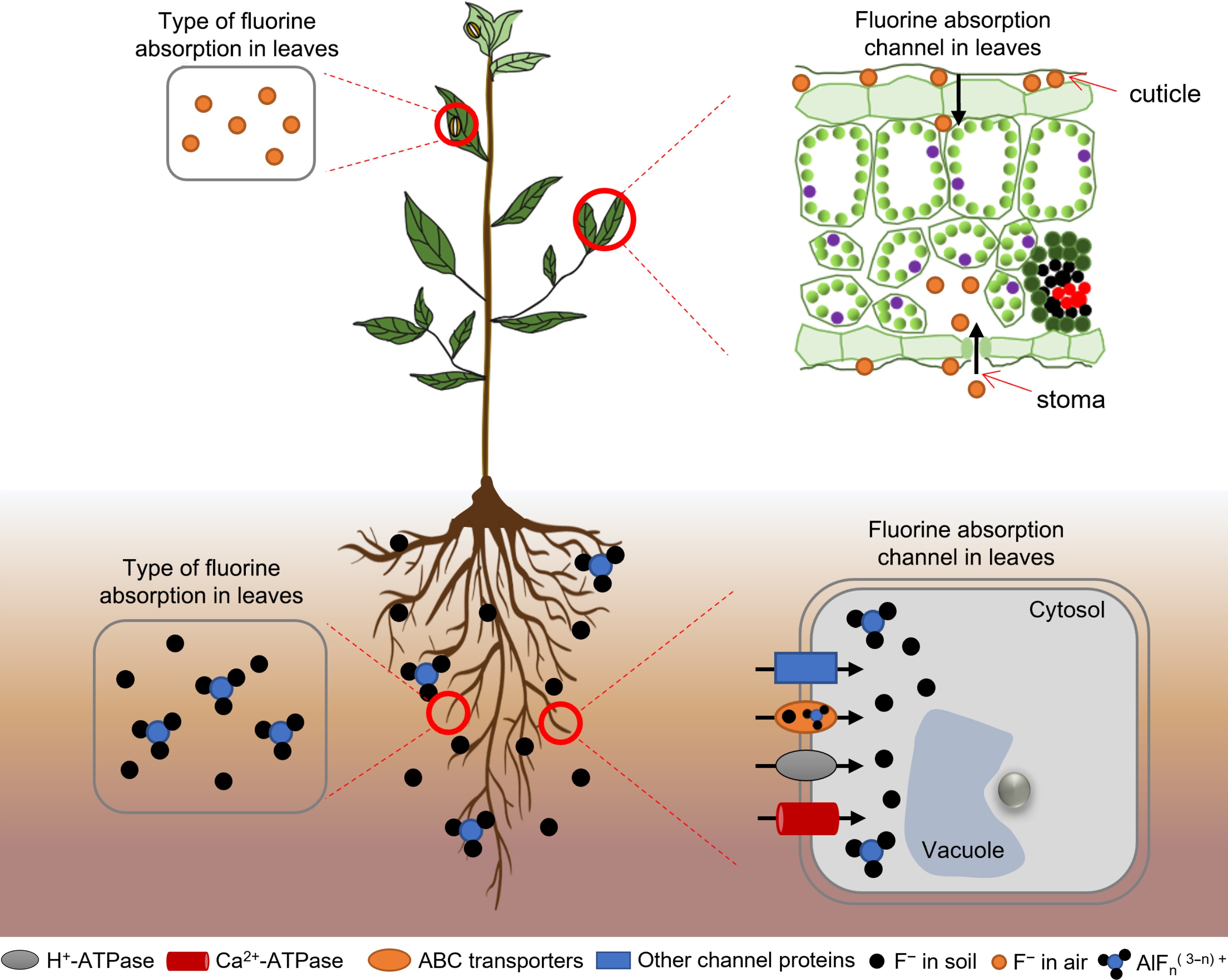 Critical review of fluoride in tea plants ( Camellia sinensis ...