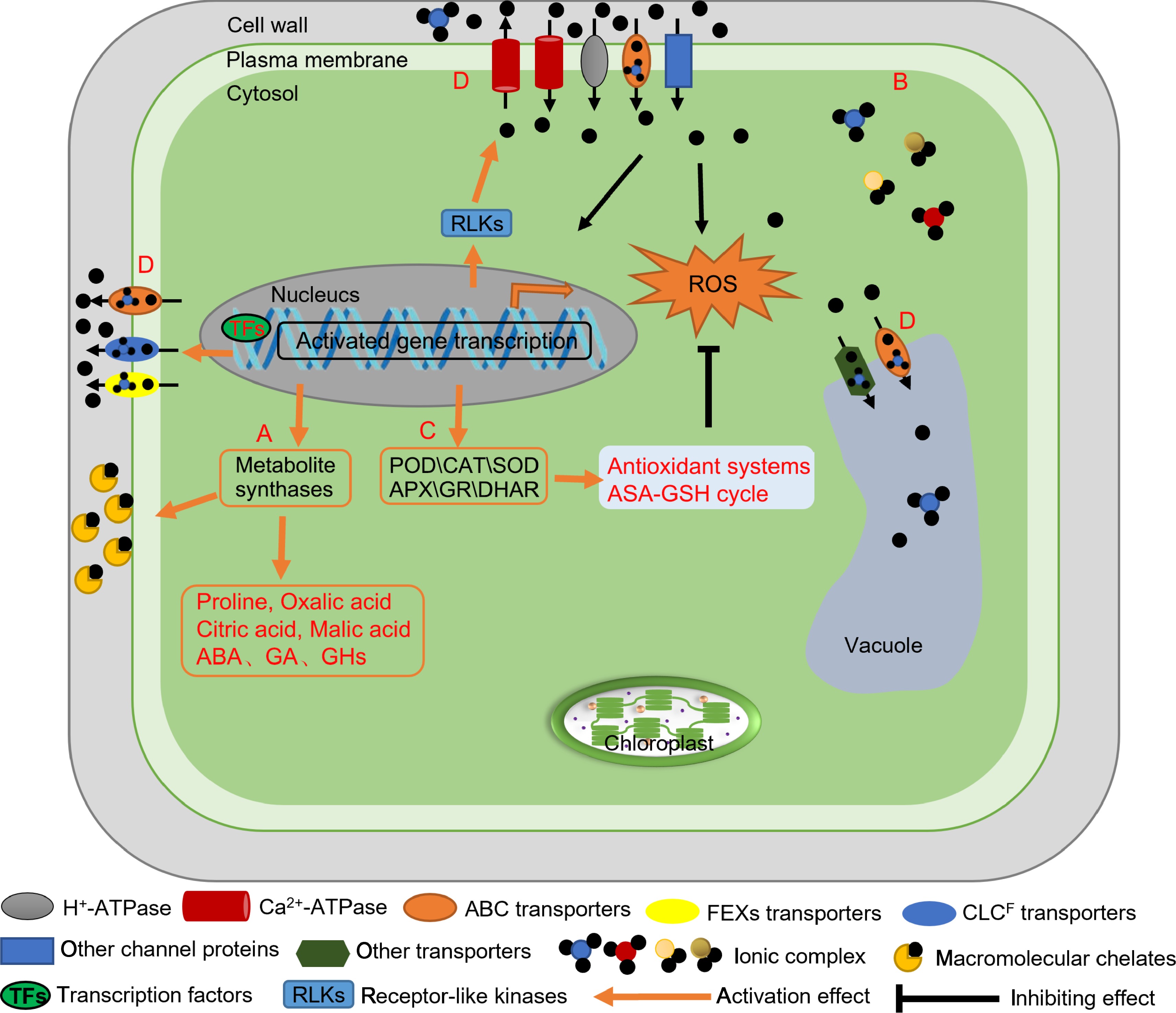 Critical review of fluoride in tea plants ( Camellia sinensis ...