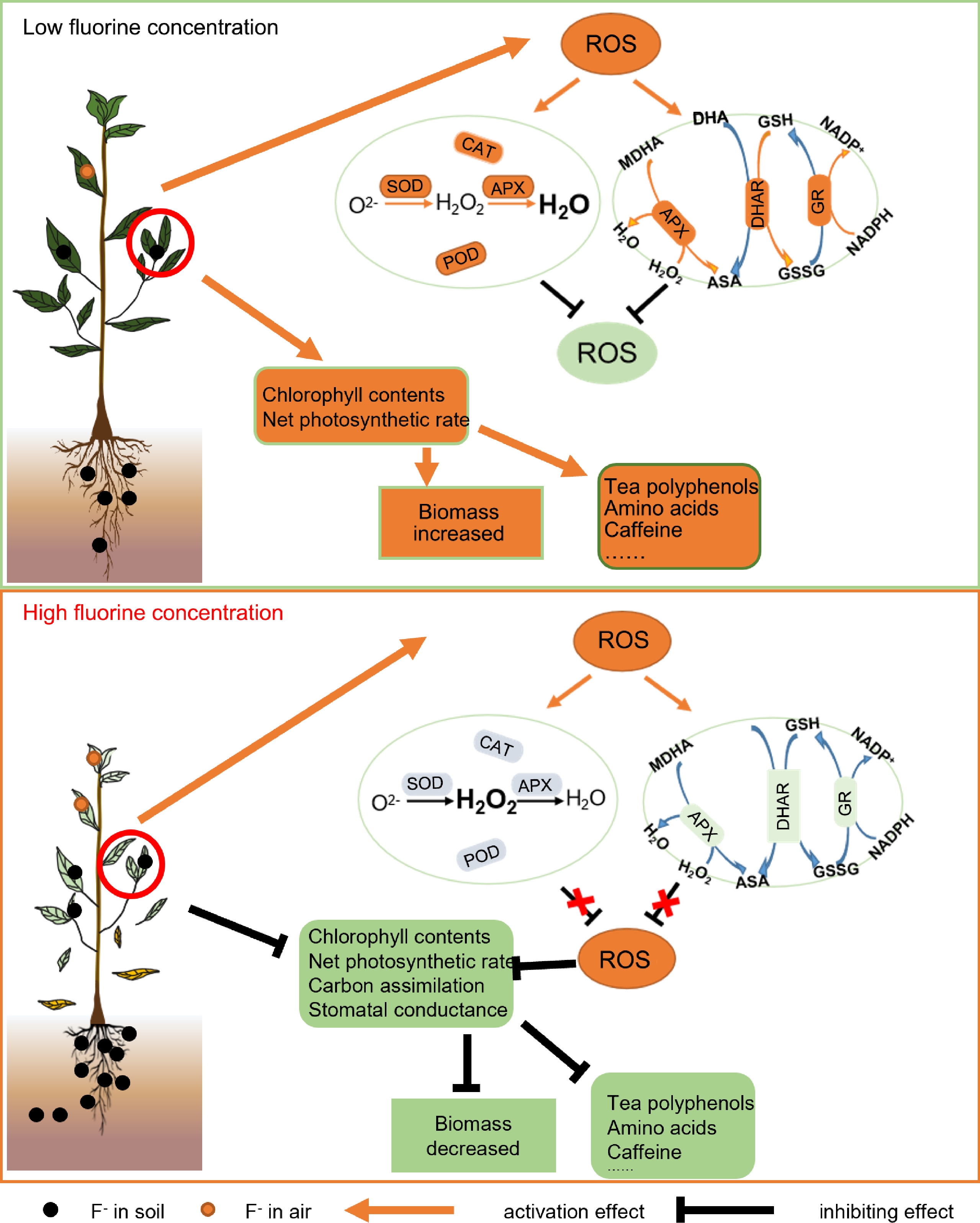 Critical review of fluoride in tea plants ( Camellia sinensis ...