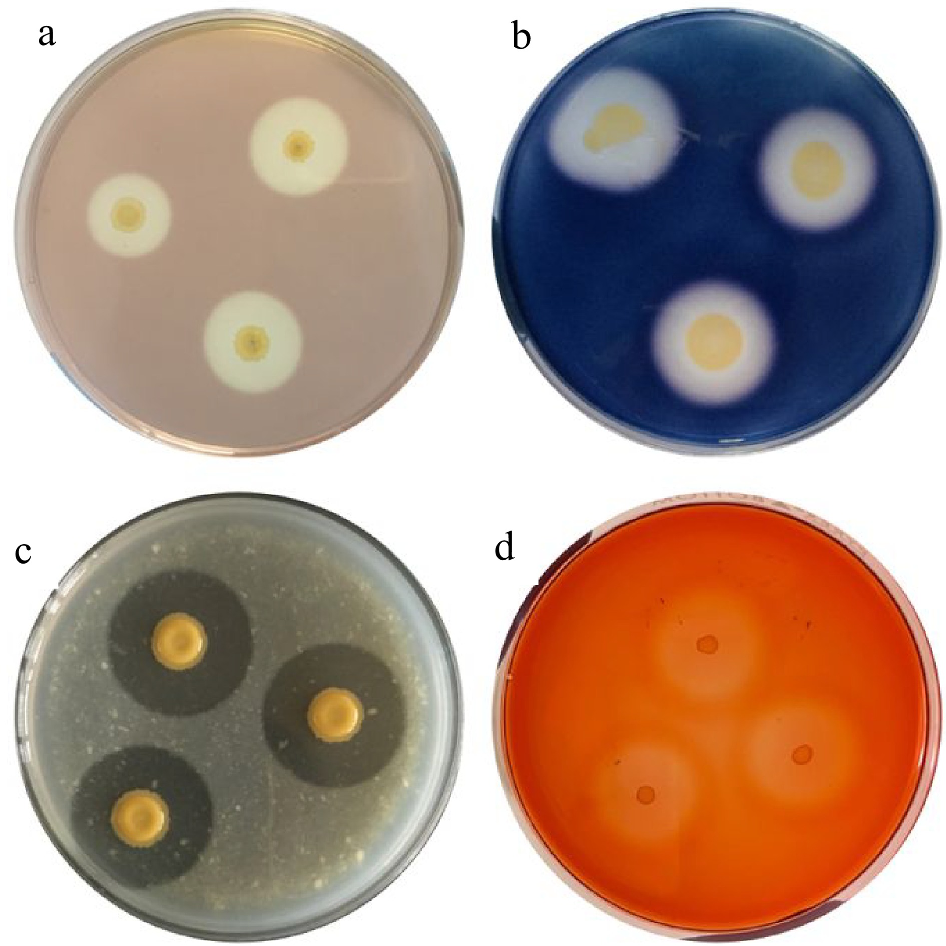 Molecular identification of indigenous pectinolytic bacteria ...