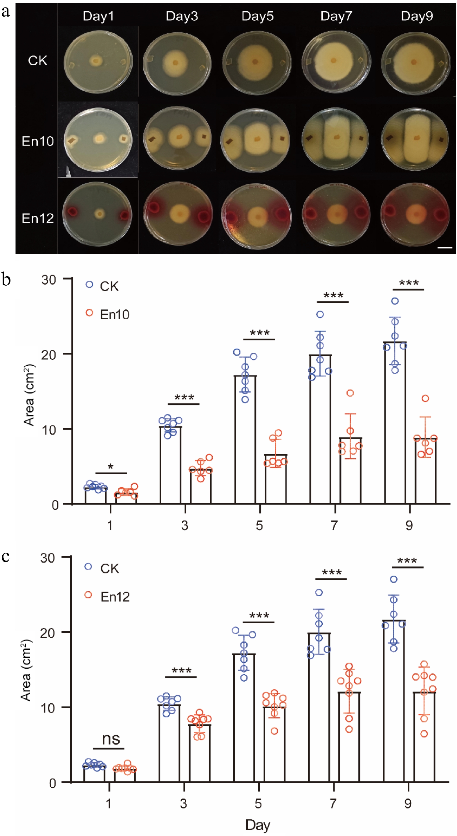 Identification of two antagonistic fungi and antifungal activity ...