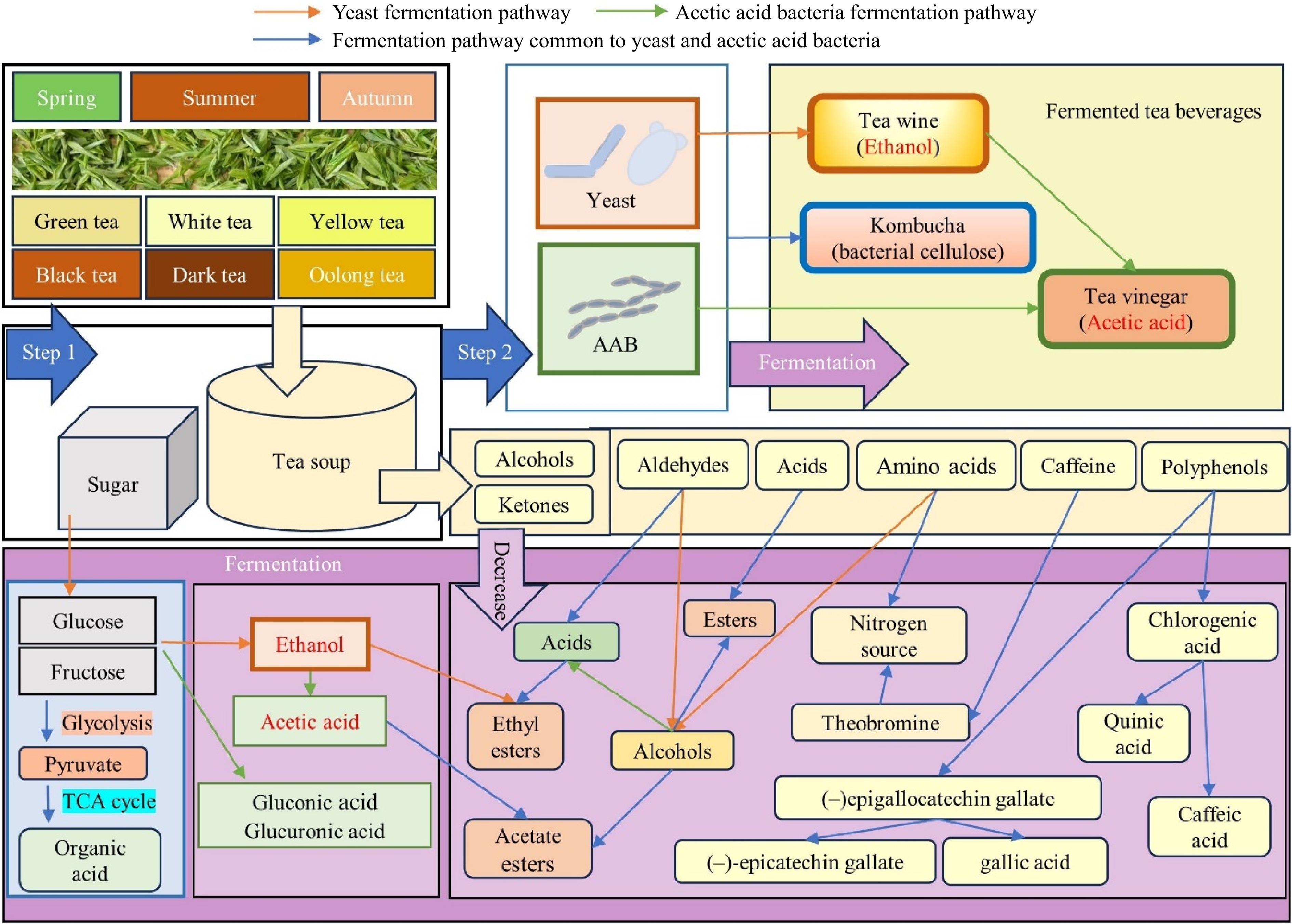 Microbial fermentation in fermented tea beverages transforming flavor ...