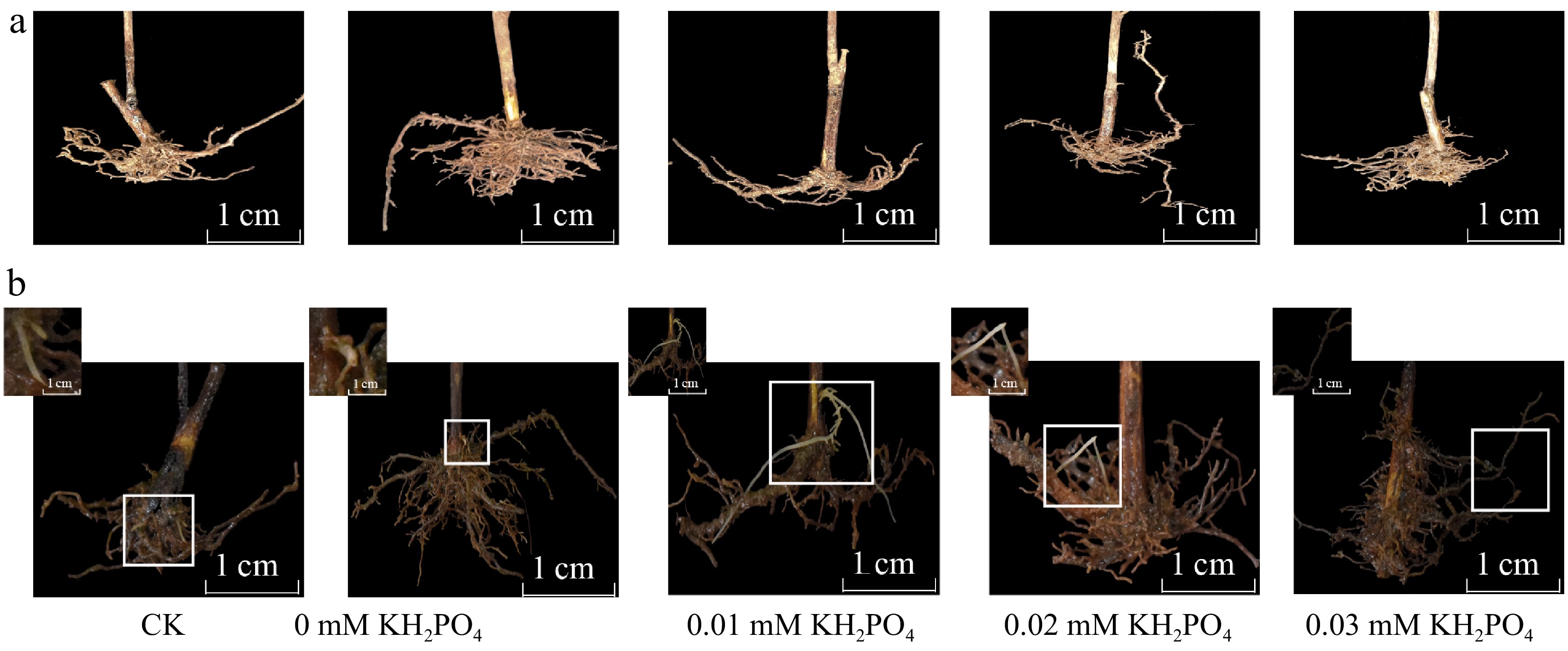Application of low phosphorus on the basis of organic fertilizer can ...