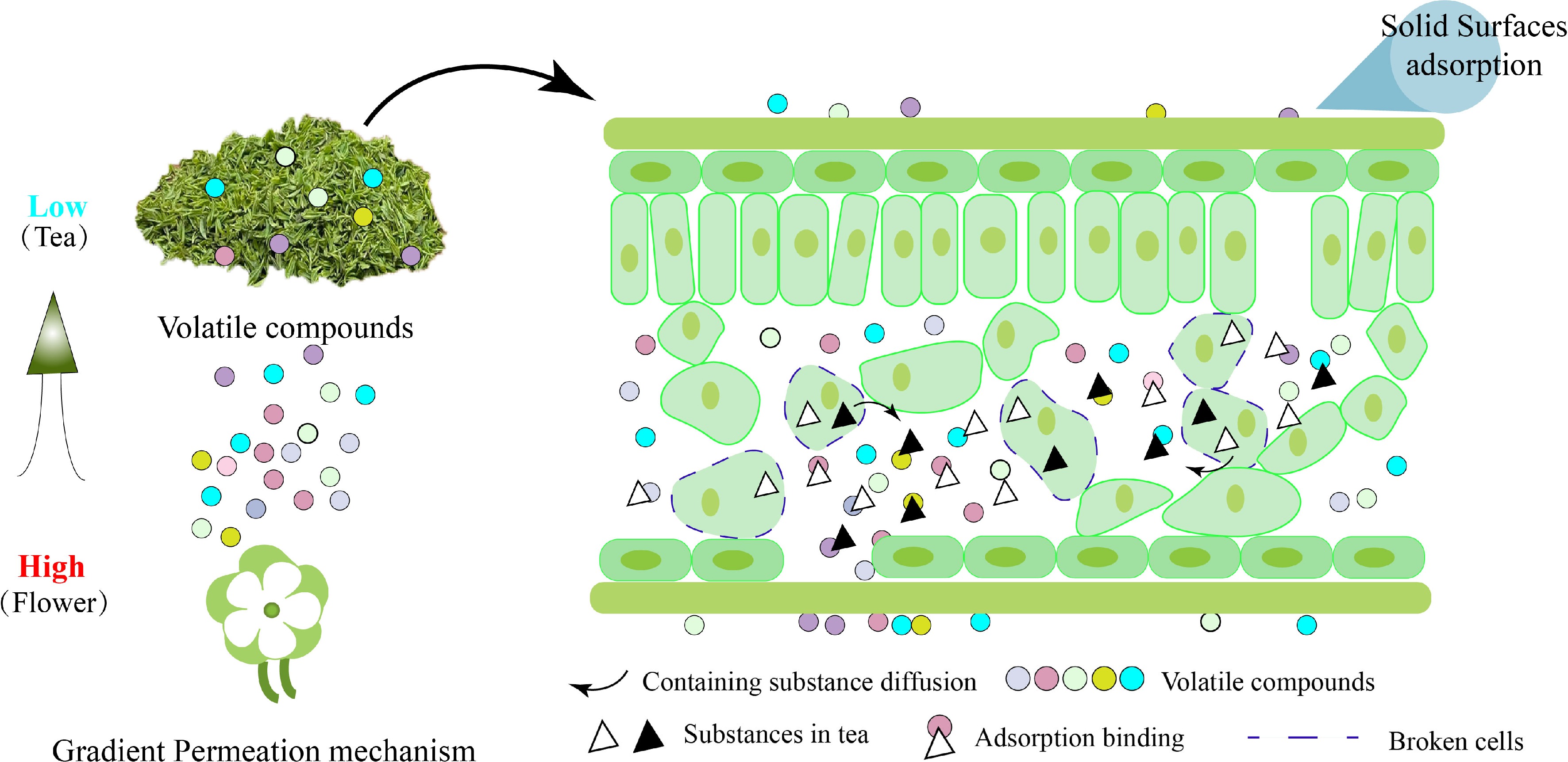Theories and applications of tea residue adsorbing aroma compounds a review