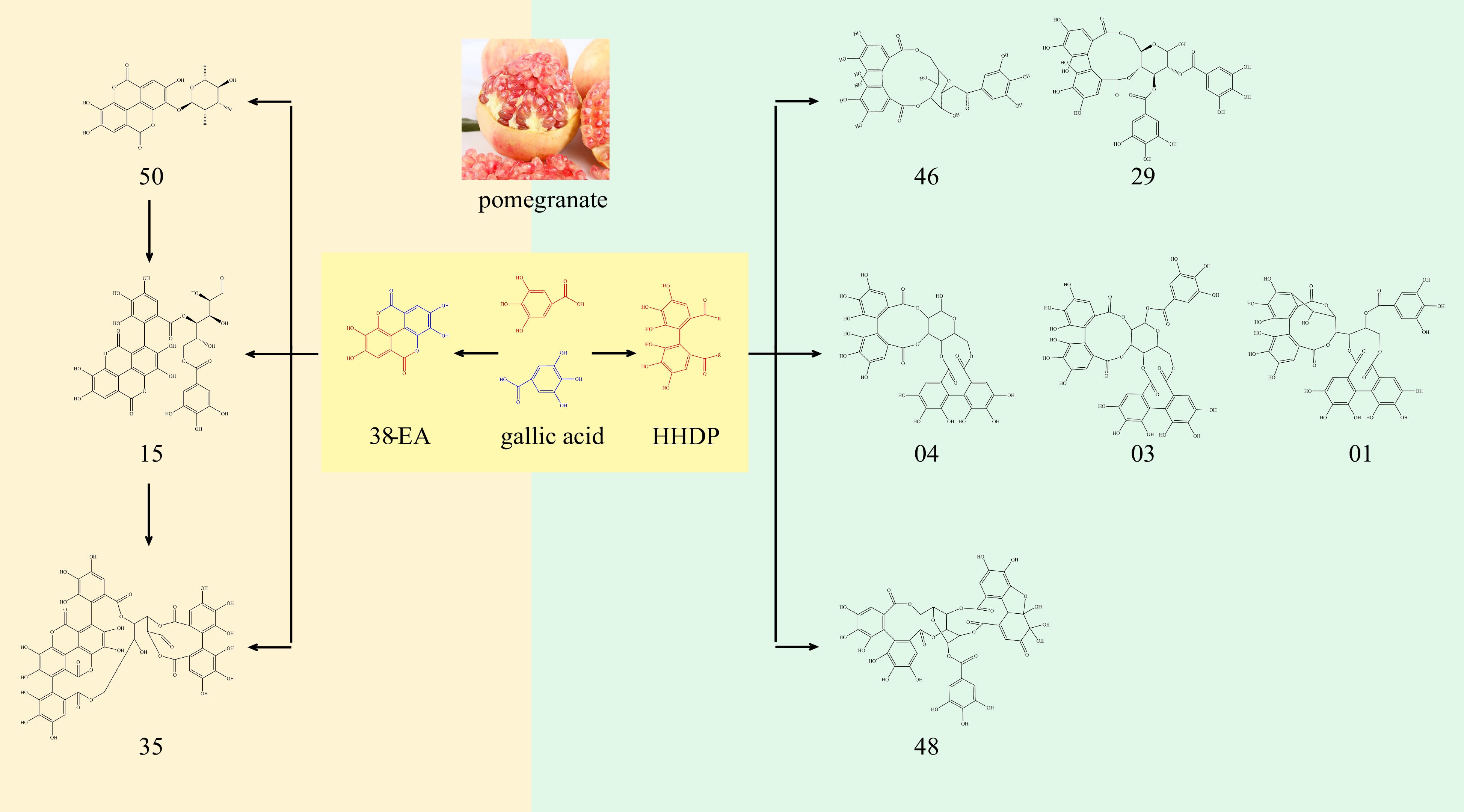UPLC-Q-TOF-MS/MS analysis of pomegranate peel polyphenols and ...