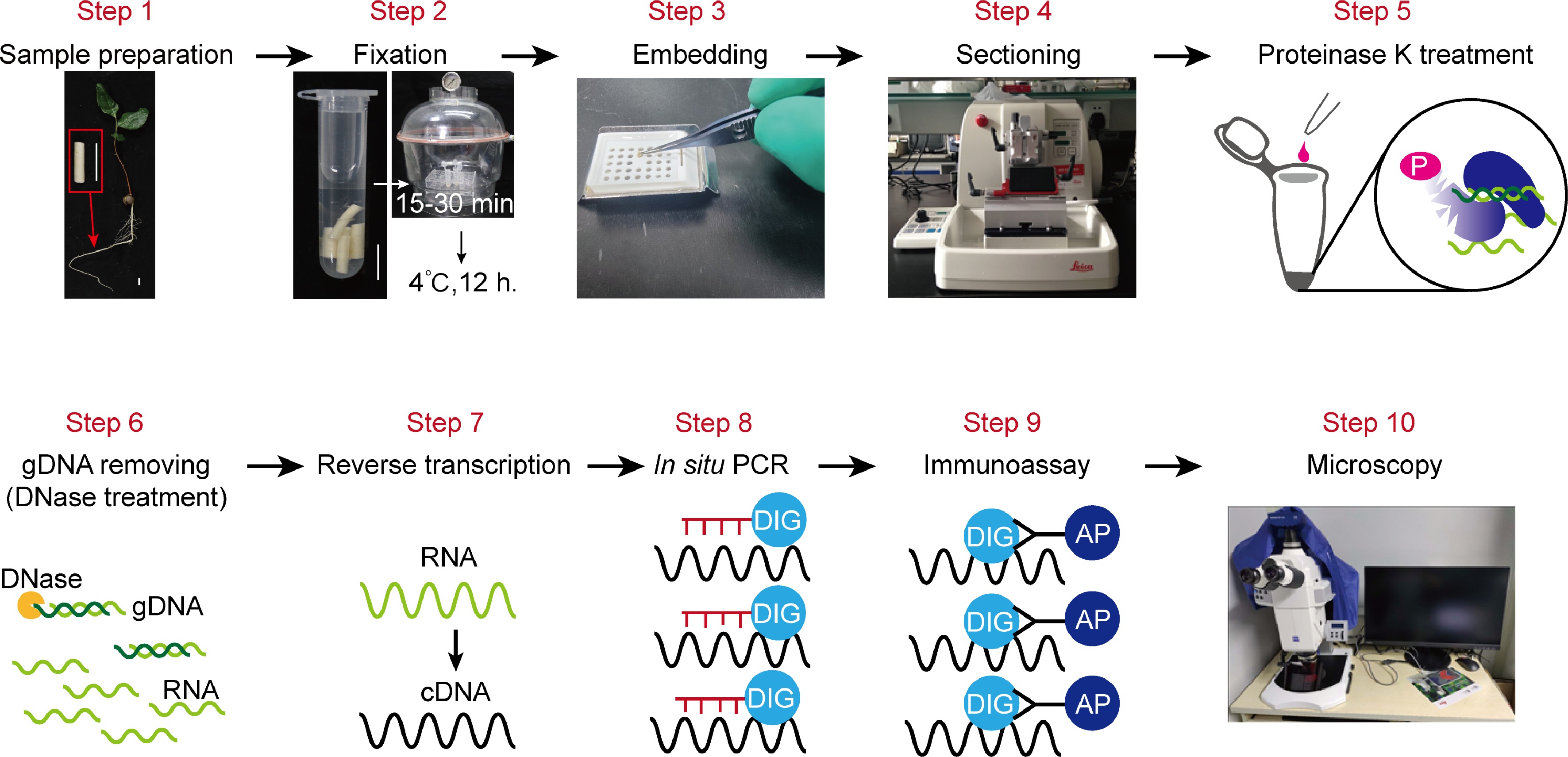 A simple and efficient in situ RT-PCR method for detecting gene ...